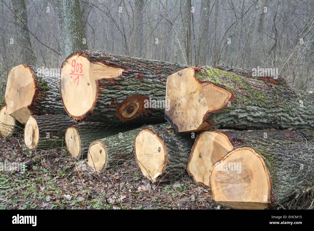 Oak logs hi-res stock photography and images - Alamy