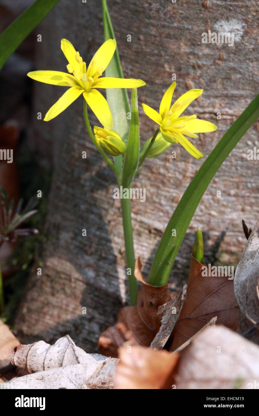 Star of bethlehem hi-res stock photography and images - Alamy