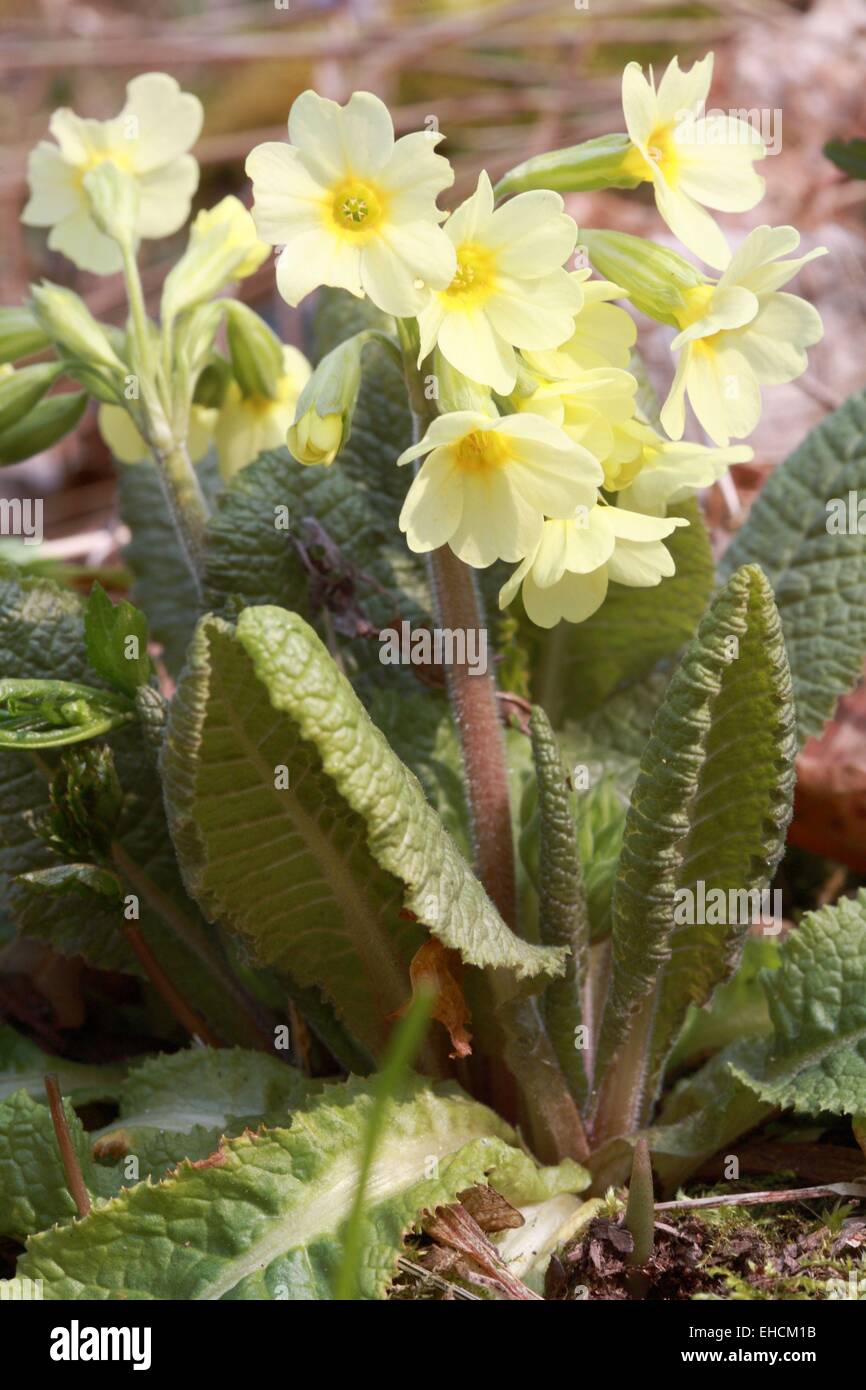 Oxlip hi-res stock photography and images - Alamy