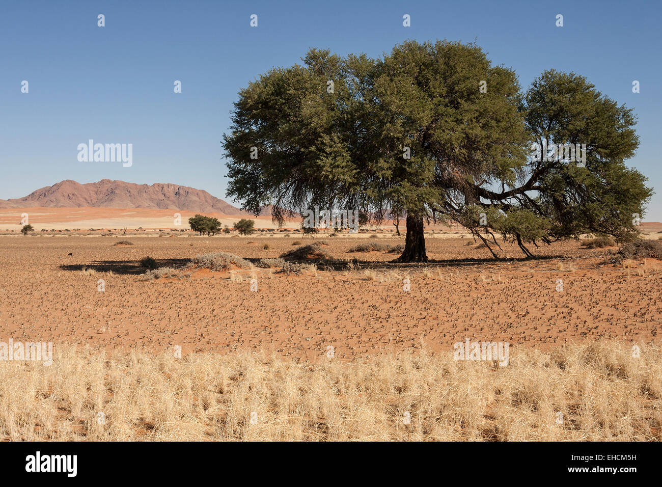 Camel Thorn tree (Vachellia erioloba) on Pad D707, Namib Naukluft Park ...