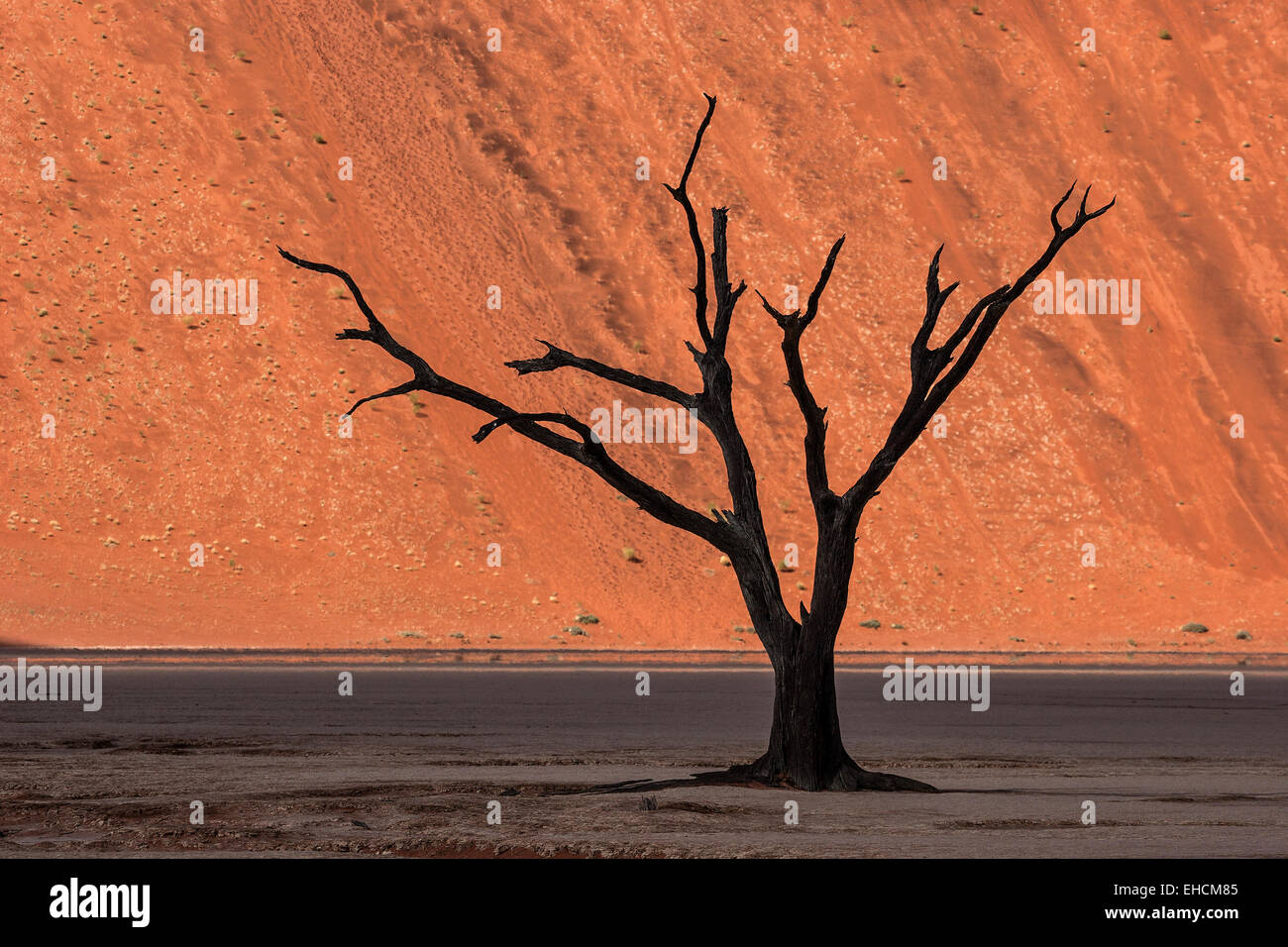 Dead camel thorn tree (Vachellia erioloba), sand dune, Dead Vlei ...
