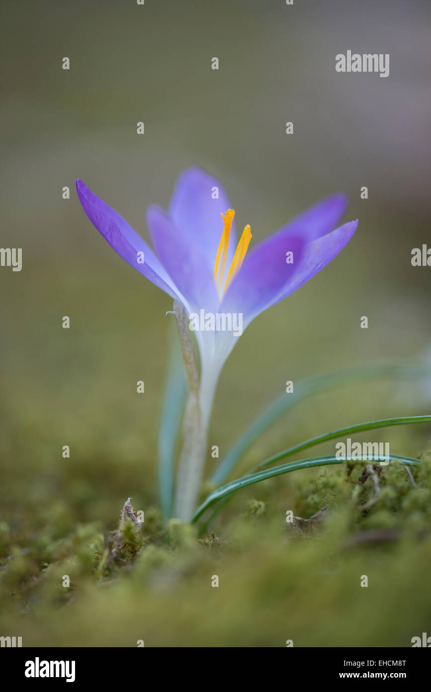 Woodland crocus (Crocus tommasinianus), Emsland, Lower Saxony, Germany ...