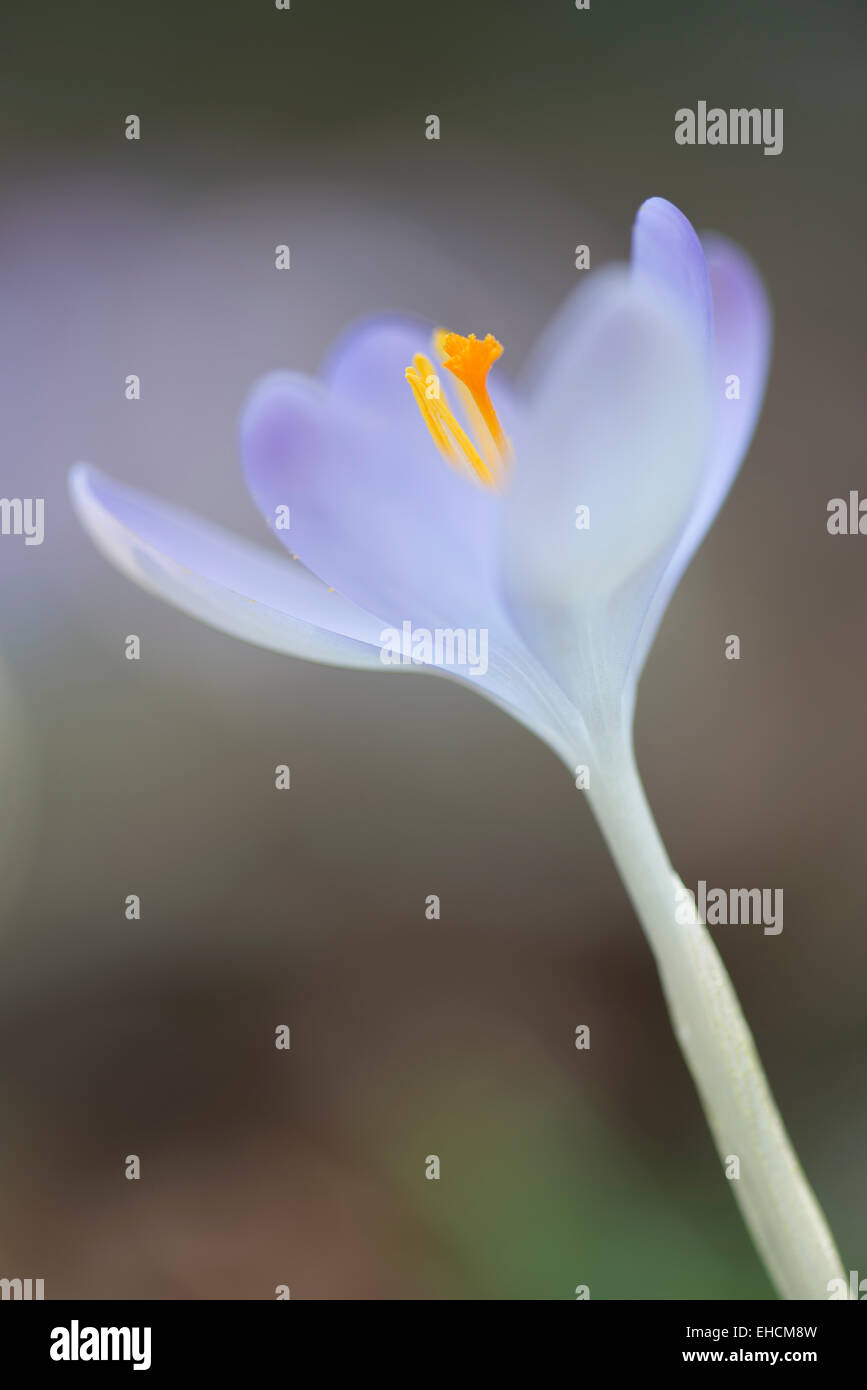Woodland crocus (Crocus tommasinianus), Emsland, Lower Saxony, Germany ...