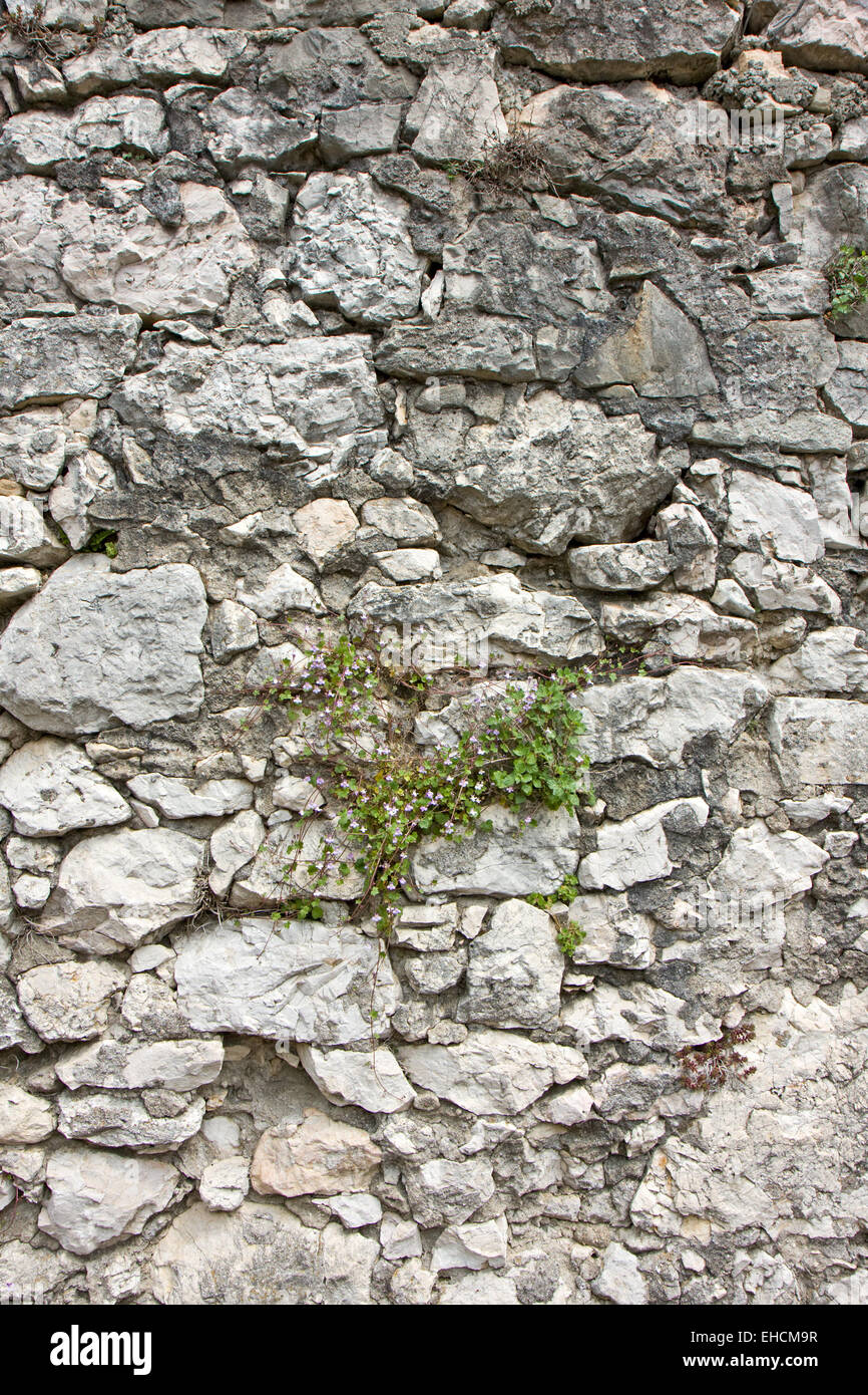 Kalk muster hi-res stock photography and images - Alamy