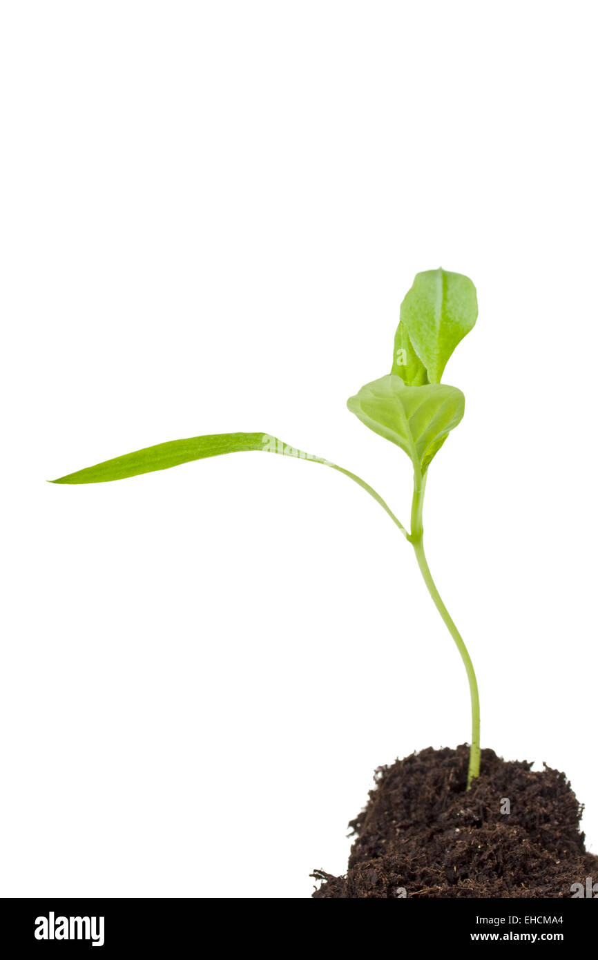 small seedling isolated on white Stock Photo - Alamy