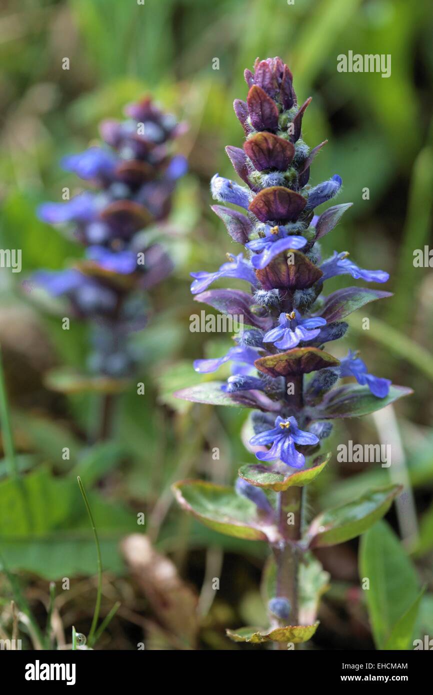 Ajuga reptans bugle medicinal plant hi-res stock photography and images ...