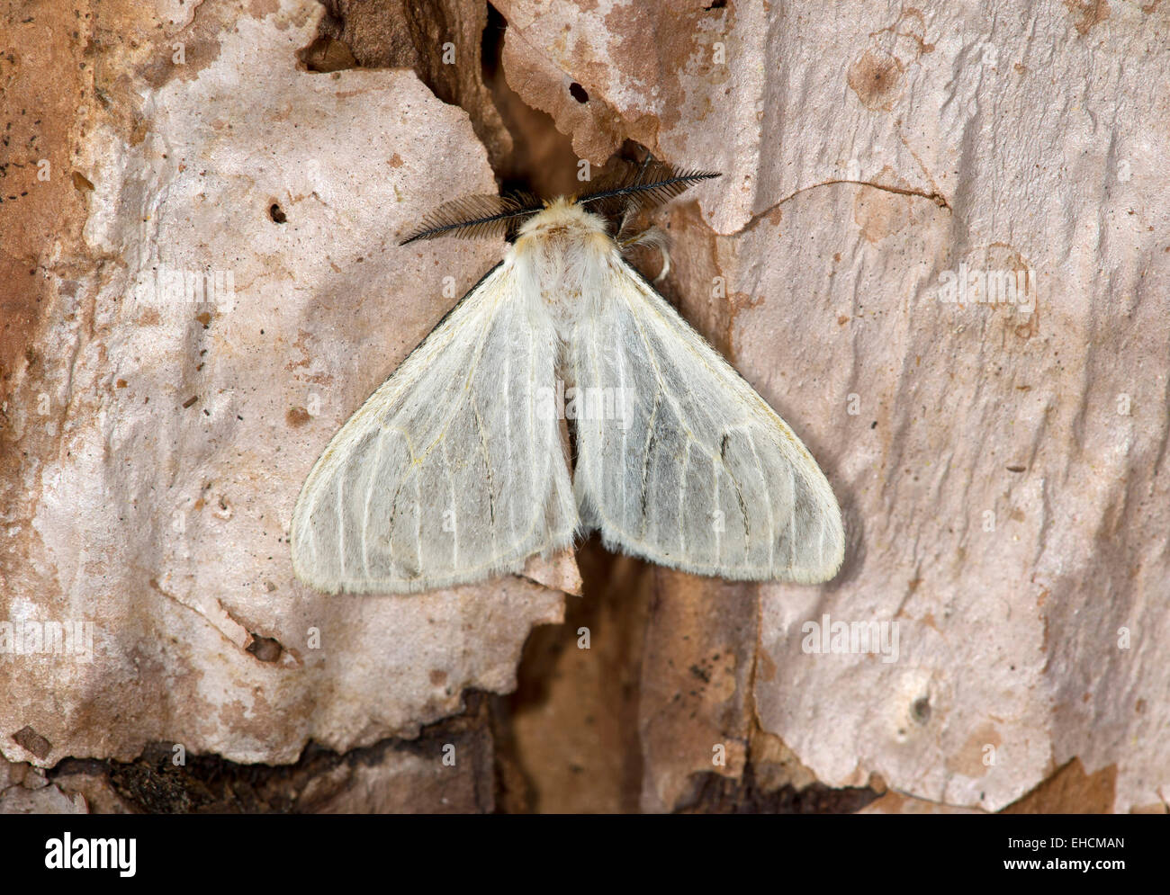 Marblepsis melanocraspis hi-res stock photography and images - Alamy