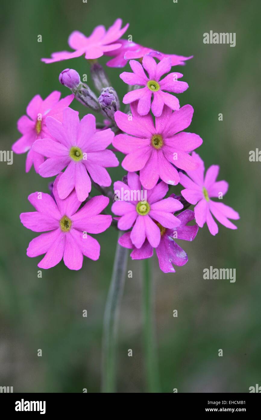 Primrose mountain hi-res stock photography and images - Alamy