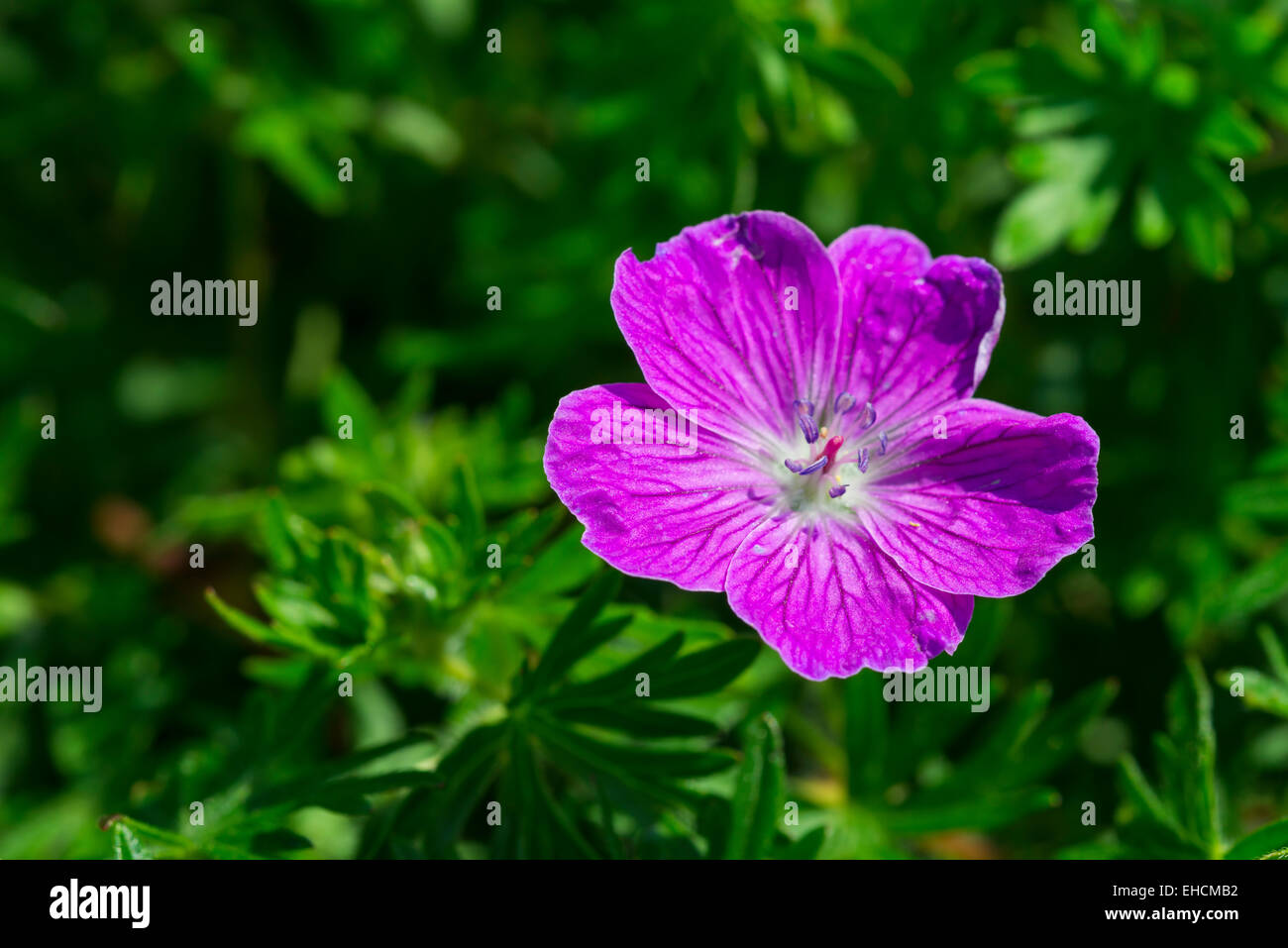 Bloody Crane's-bill or Bloody Geranium (Geranium sanguineum), Eichkogel ...
