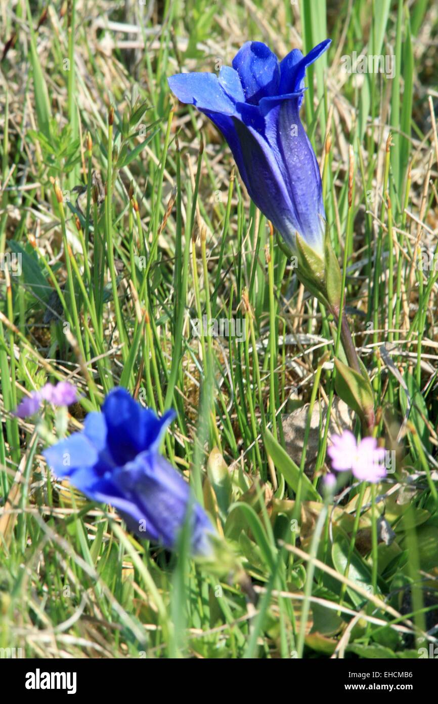 Clusius’ gentian hi-res stock photography and images - Alamy