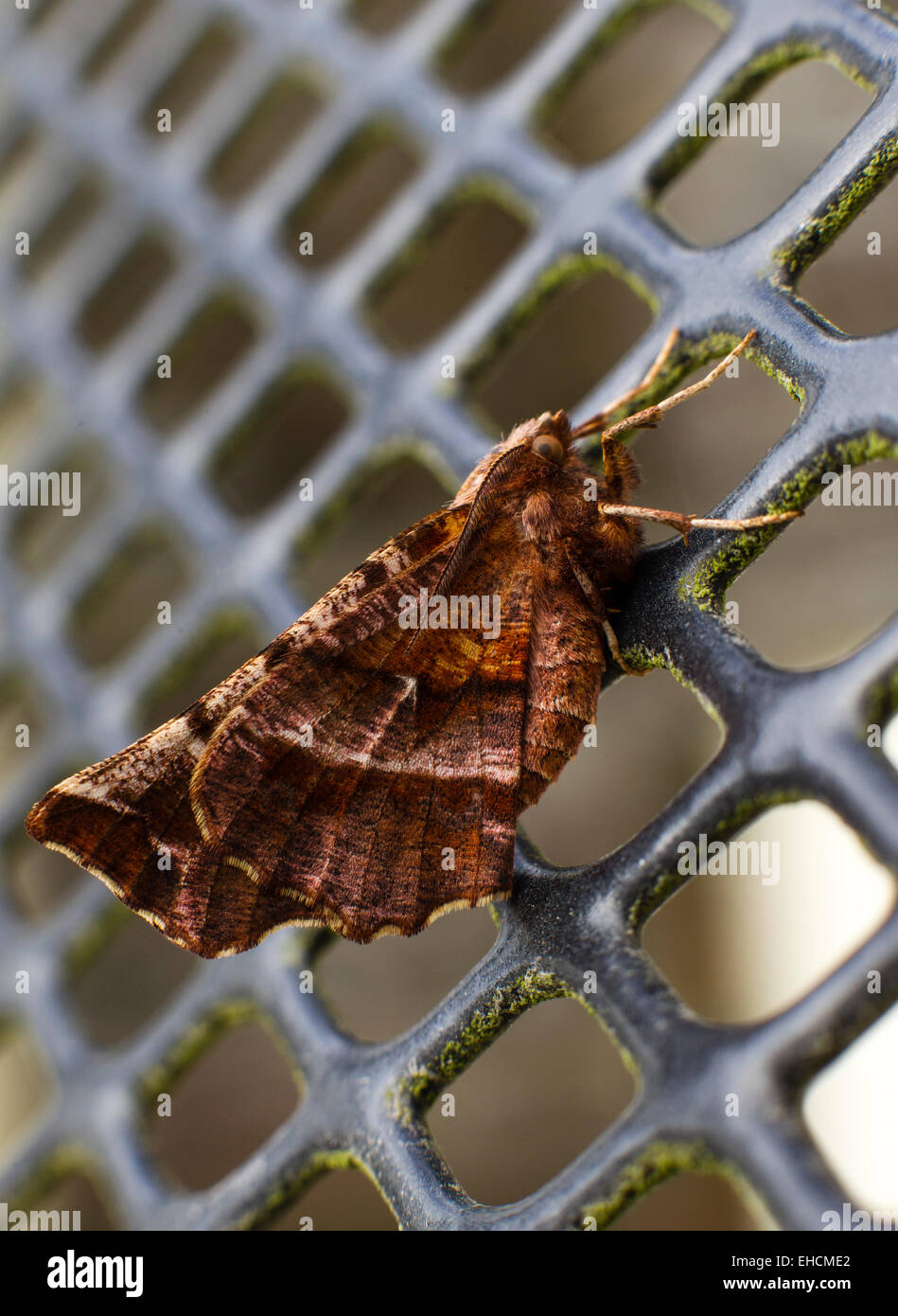 An Early Thorn moth Selenia dentaria in the first few days of April ...