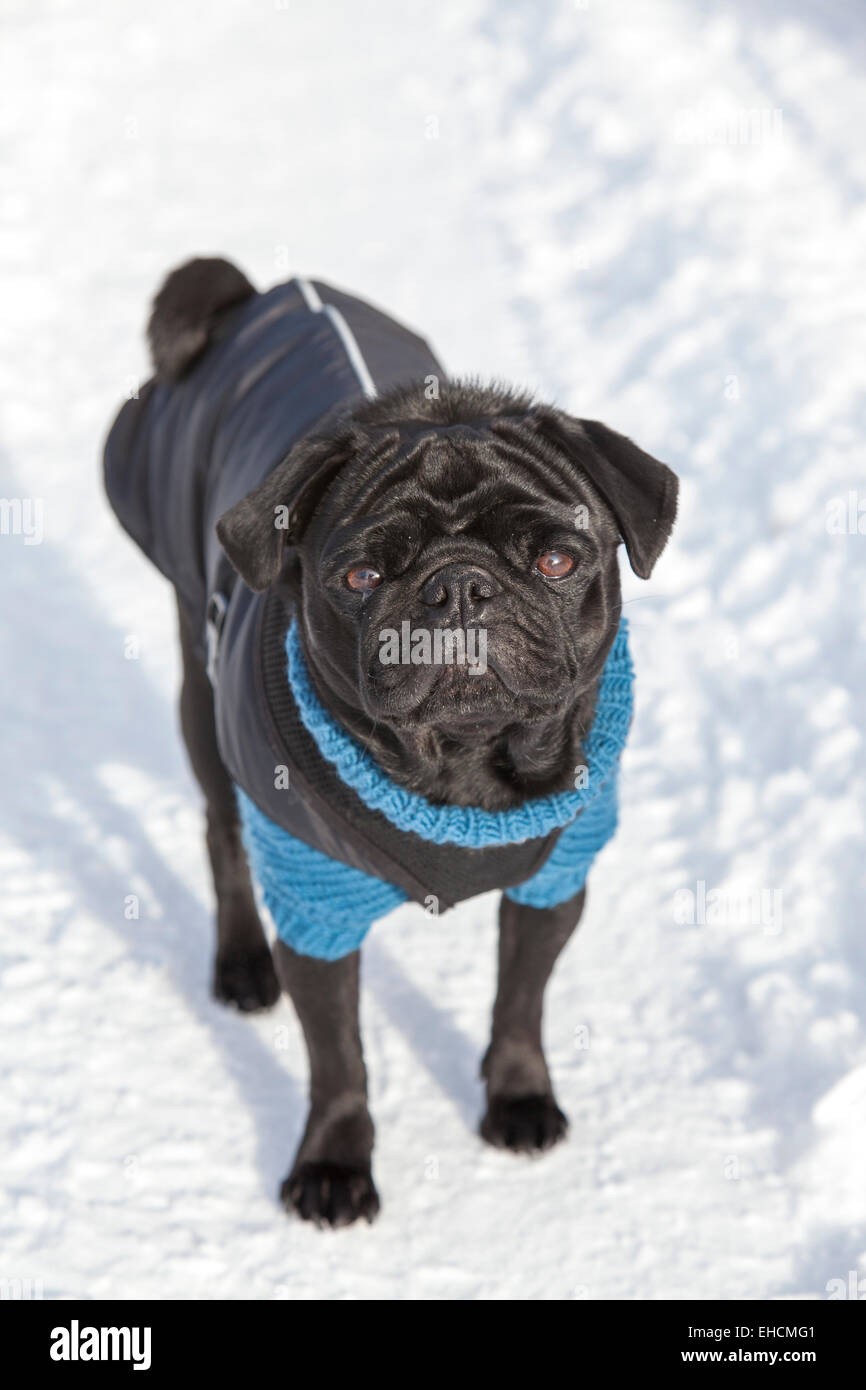 Pug Snow Stock Photos & Pug Snow Stock Images - Alamy