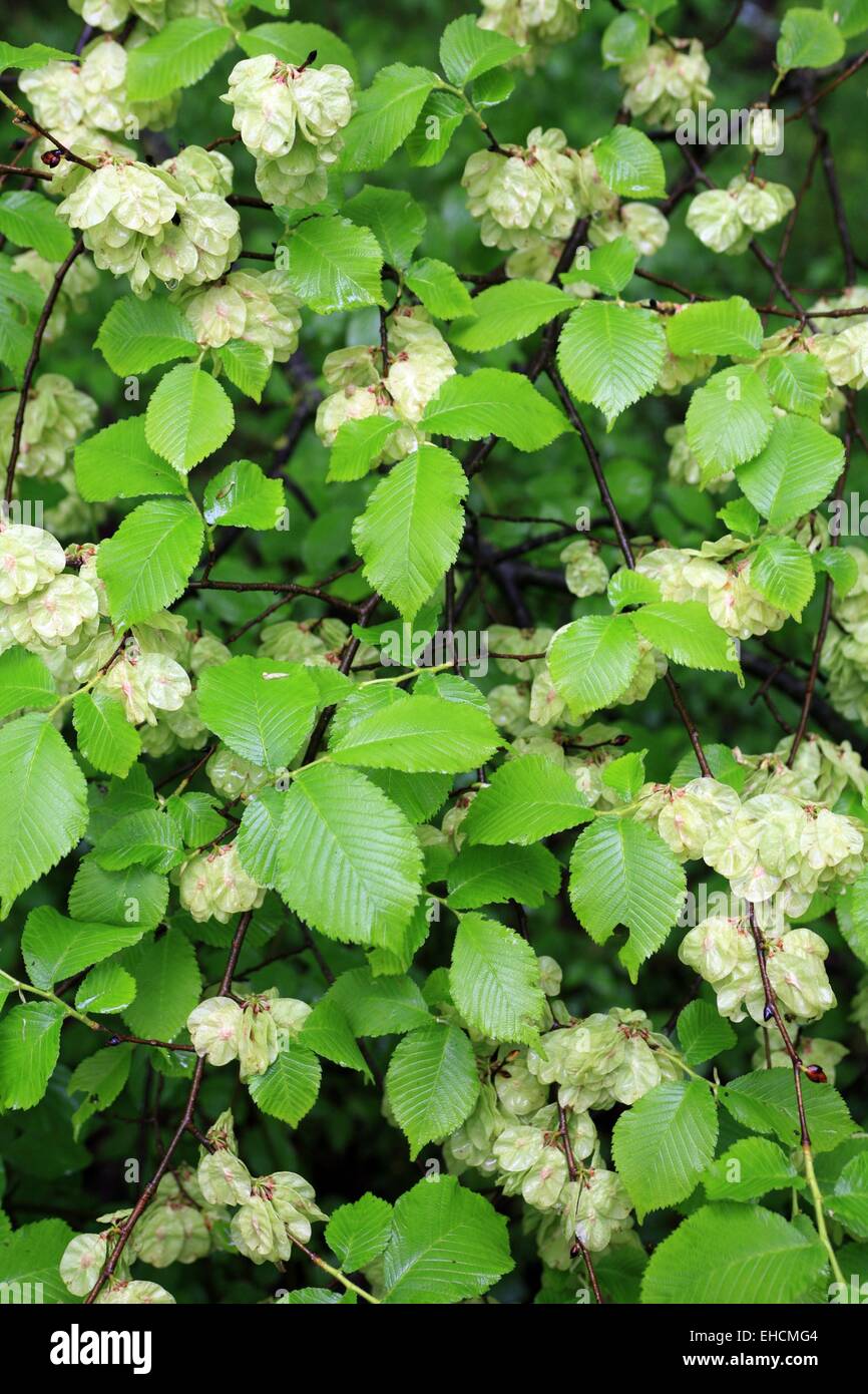 European White Elm Stock Photo - Alamy