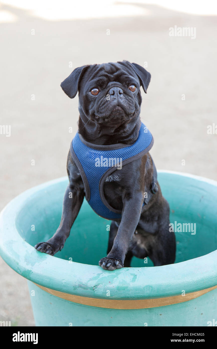 Black pug flower hi-res stock photography and images - Alamy