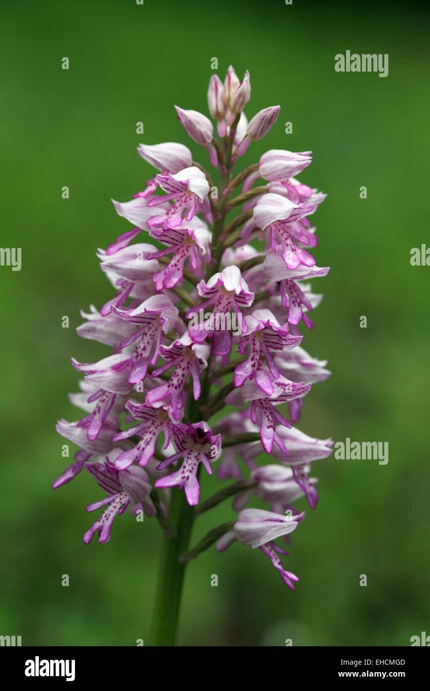 Military plants hi-res stock photography and images - Alamy