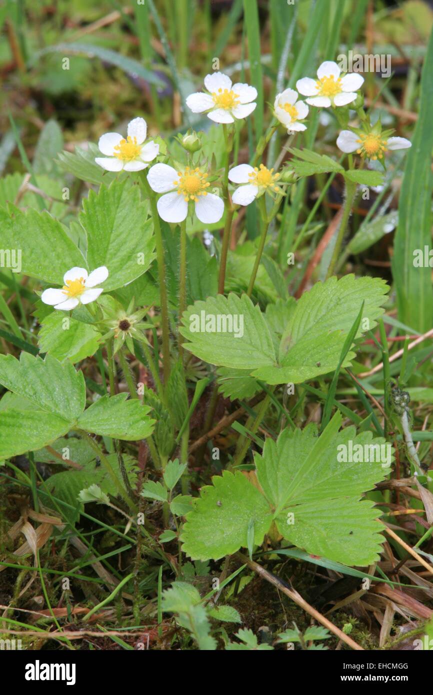 Musk strawberry fragaria moschata hi-res stock photography and images ...