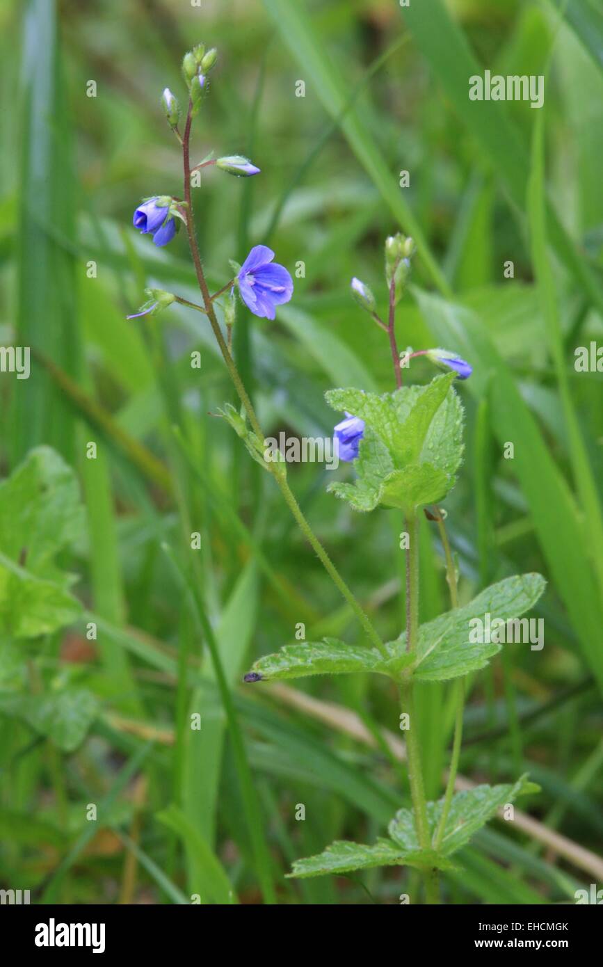 Germander speedwell, hi-res stock photography and images - Alamy