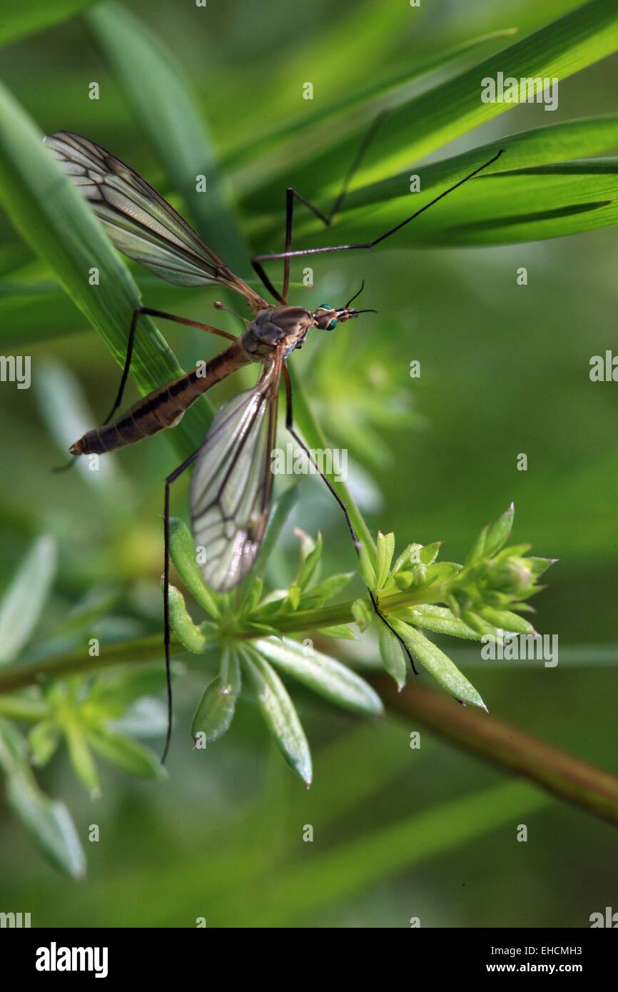 Tipula paludosa, Crane Fly Stock Photo - Alamy