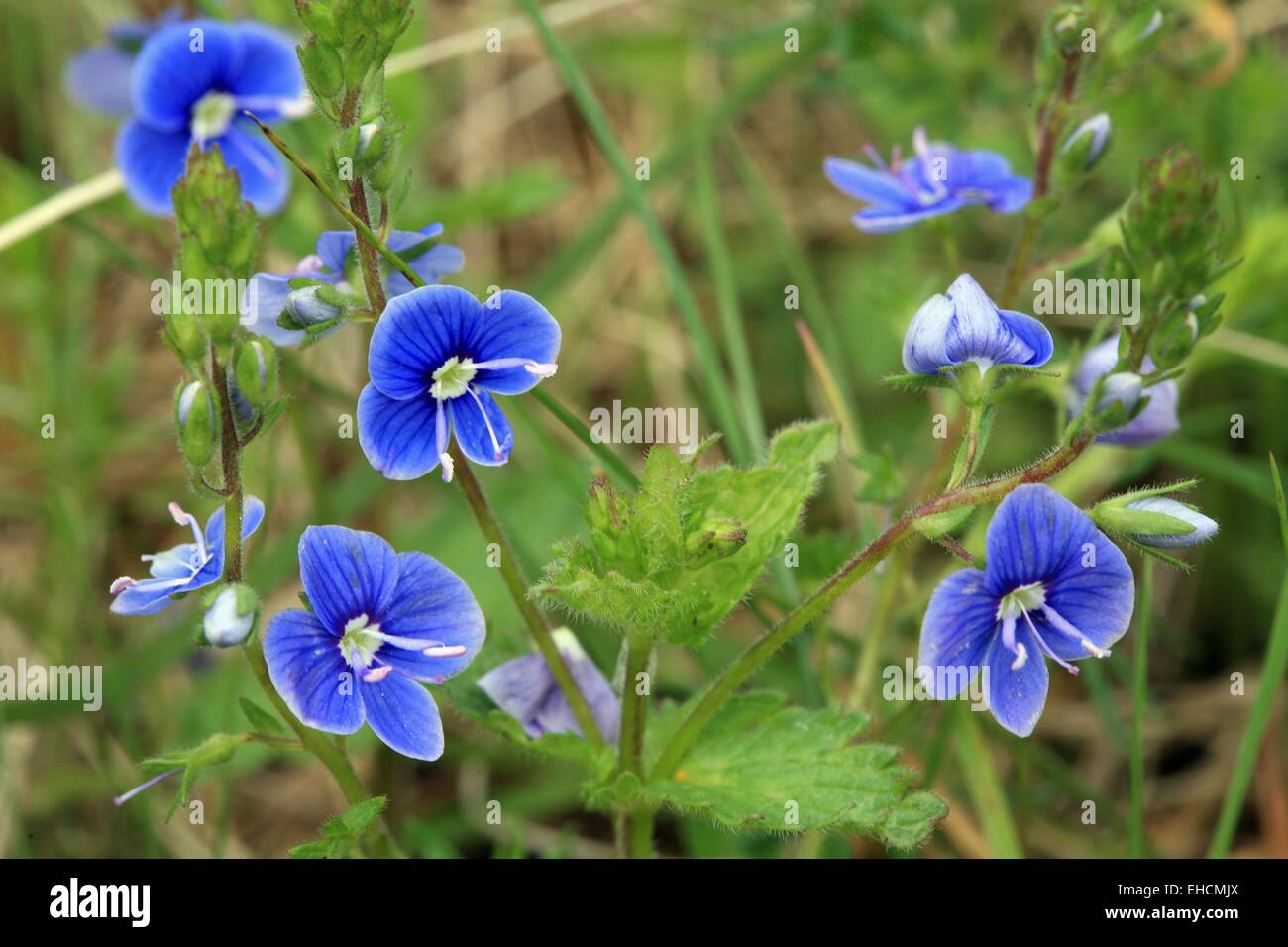 Germander speedwell, Veronica chamaedrys Stock Photo - Alamy