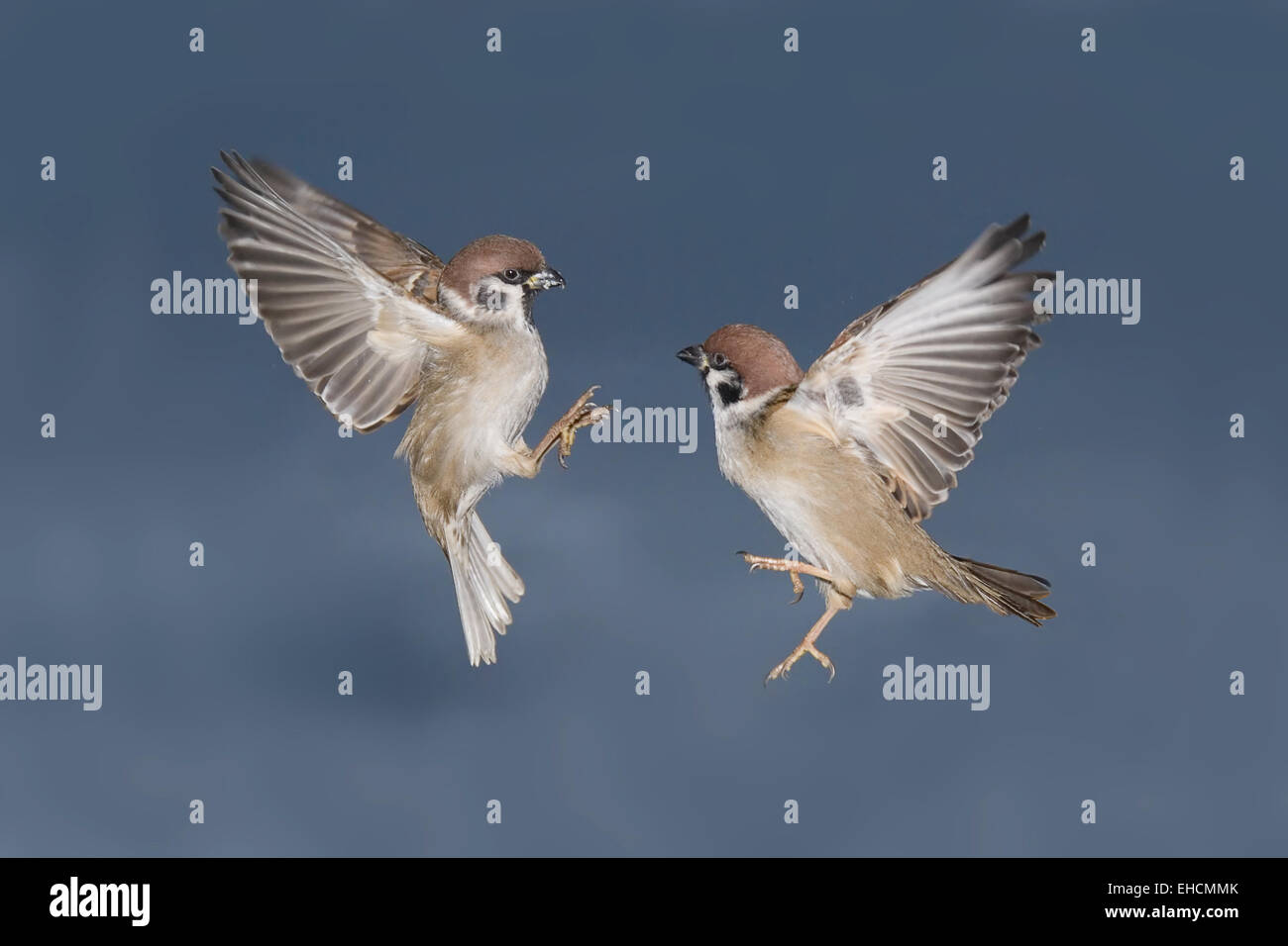 Sparrows flight hi-res stock photography and images - Alamy