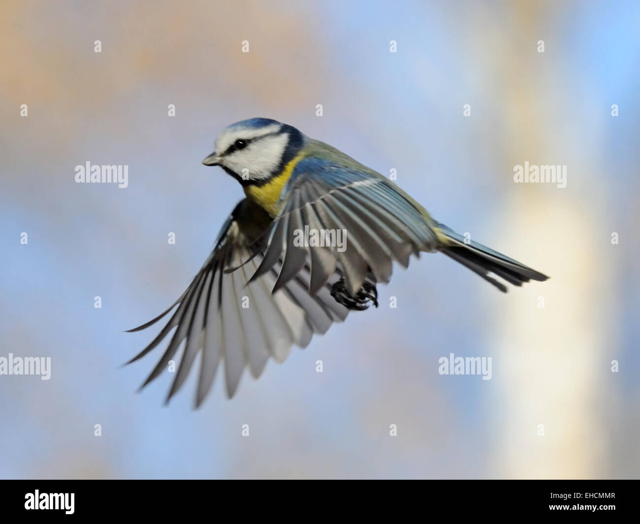Flying Blue Tit Stock Photo - Alamy