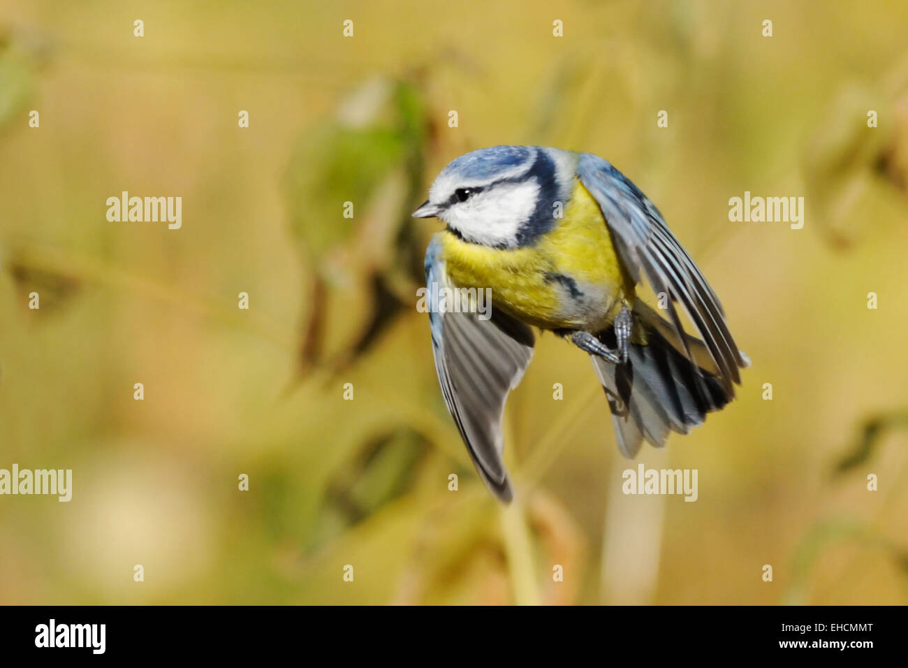 Flying Blue Tit Stock Photo - Alamy