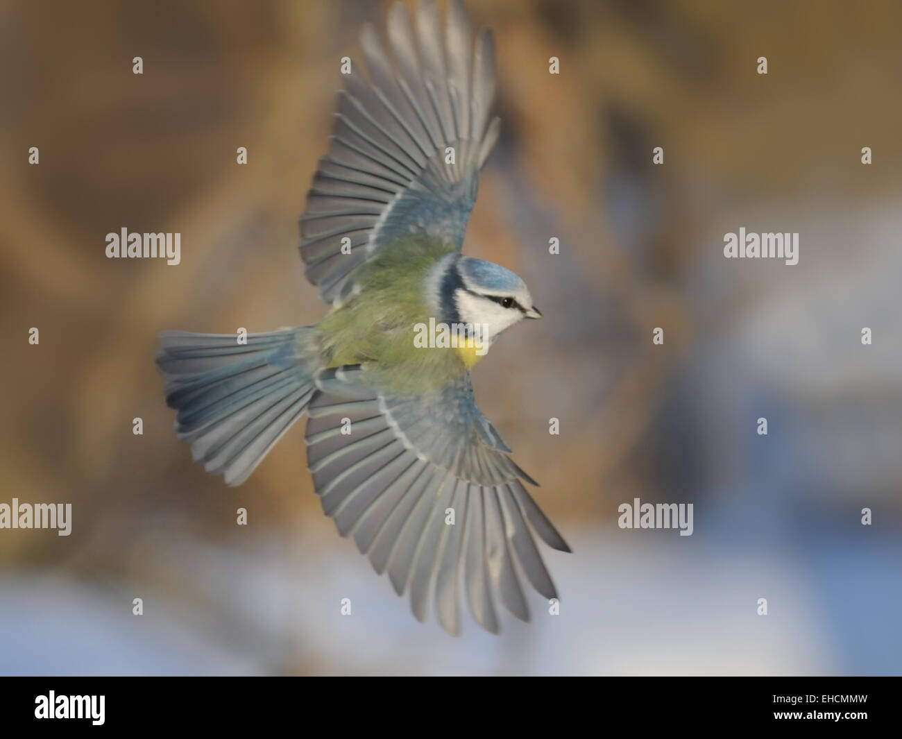 Flying Blue Tit Stock Photo - Alamy