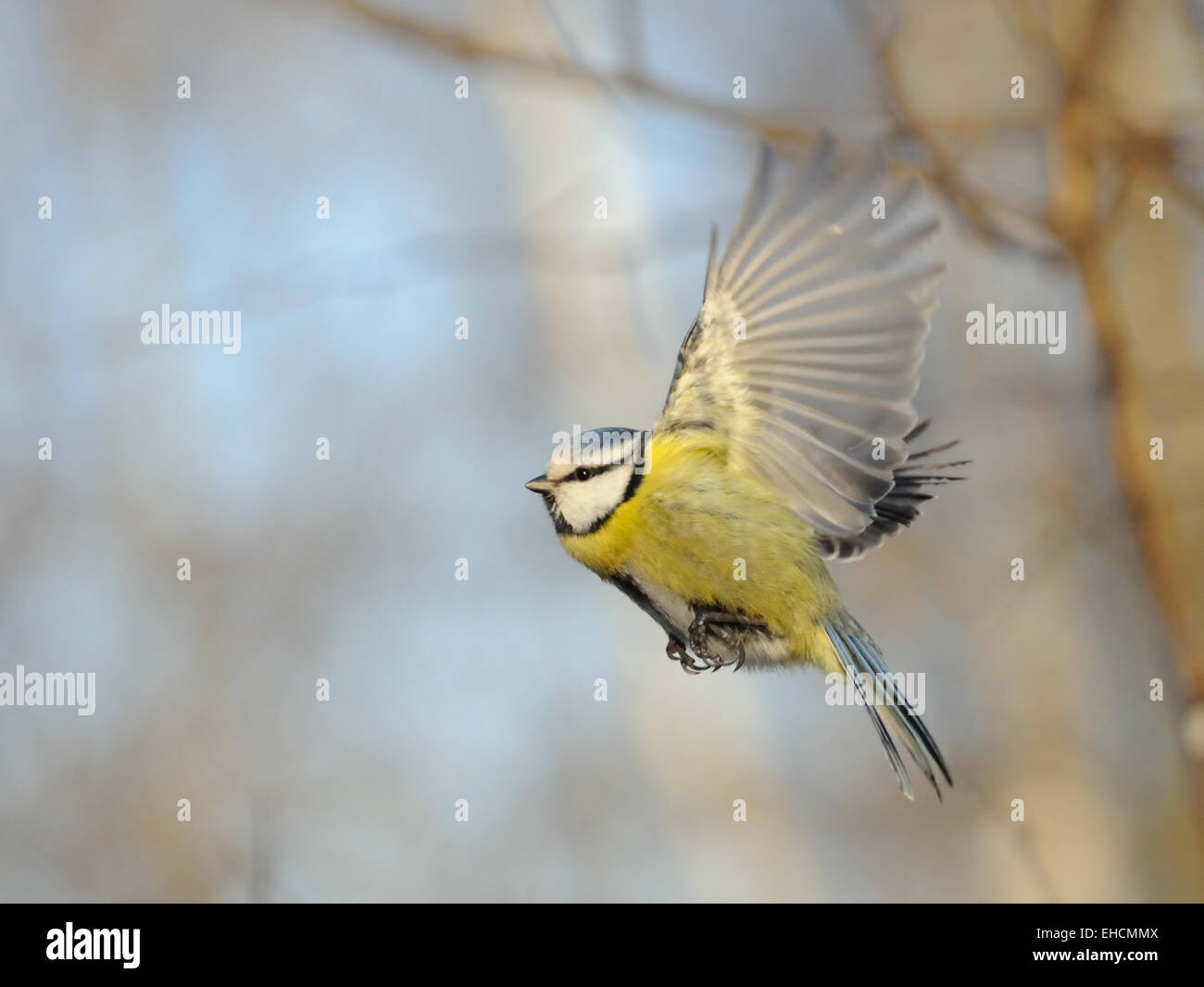 Flying Blue Tit Stock Photo - Alamy