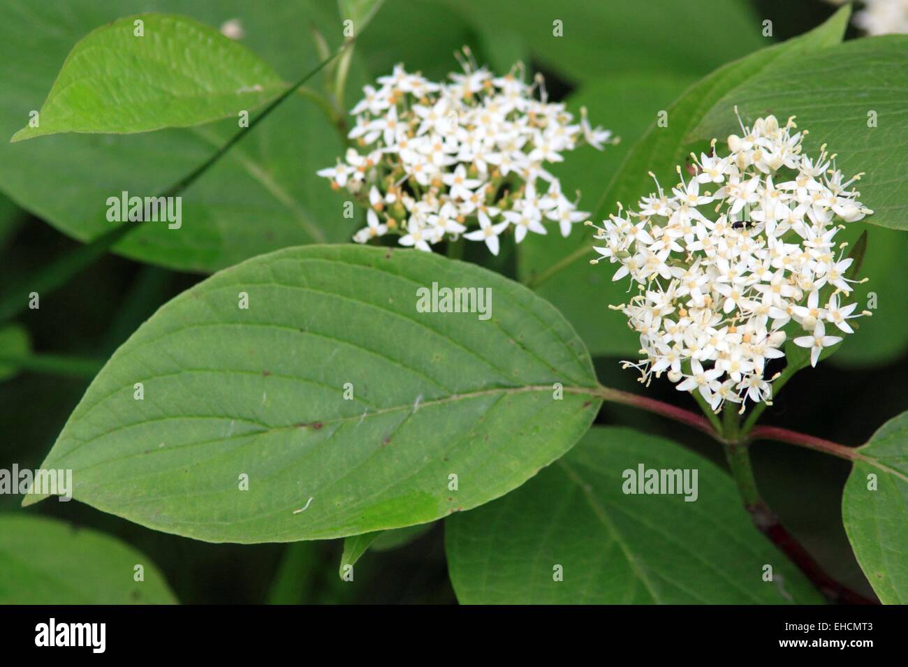 Dogwood hedge hi-res stock photography and images - Alamy