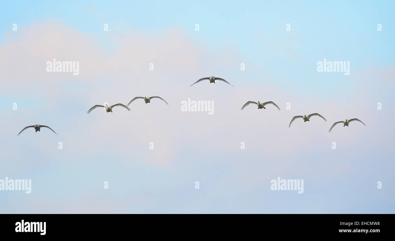Seven flying Whooper Swans (Cygnus cygnus), Netherlands Stock Photo - Alamy