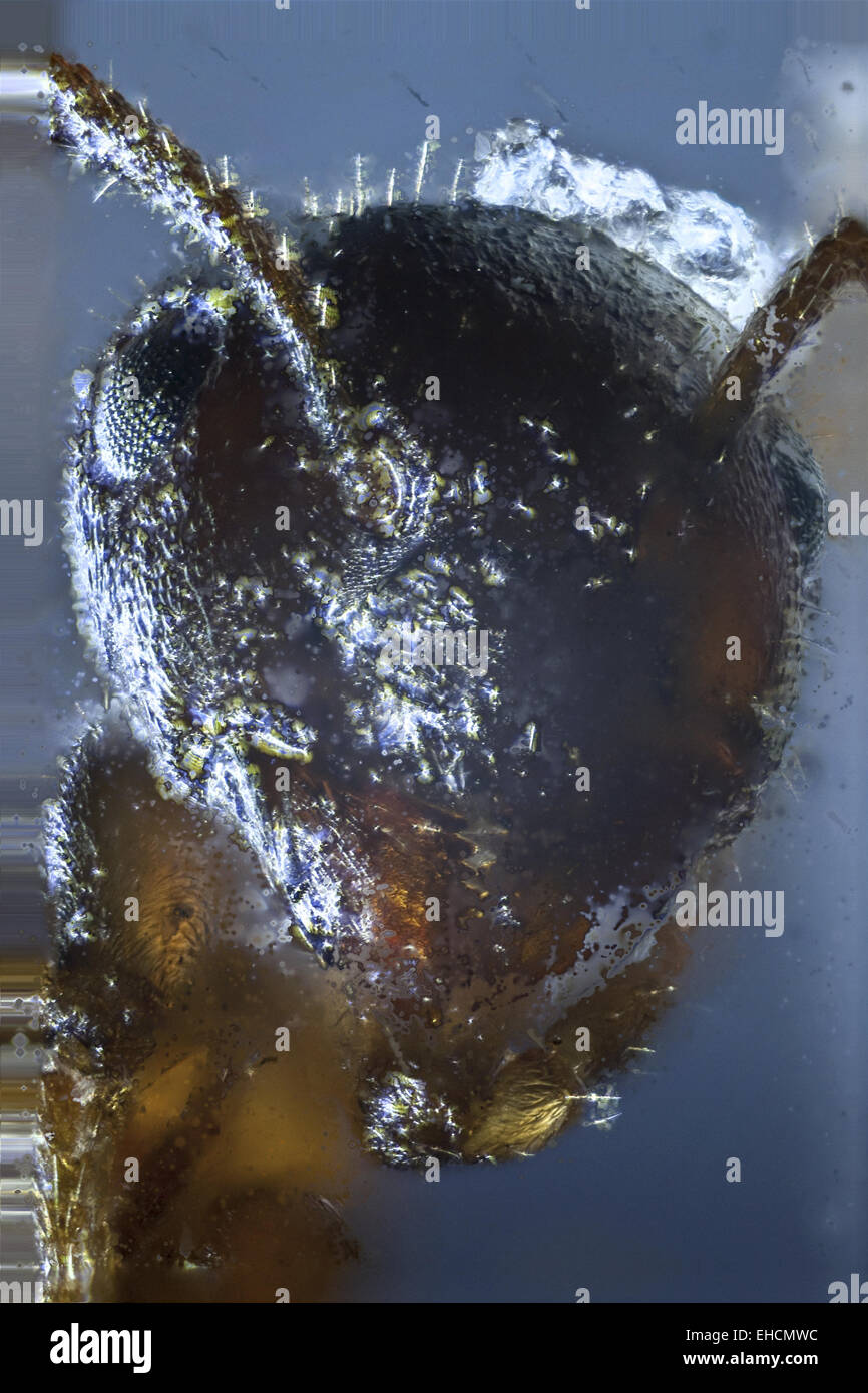 Microscope ant hi-res stock photography and images - Alamy