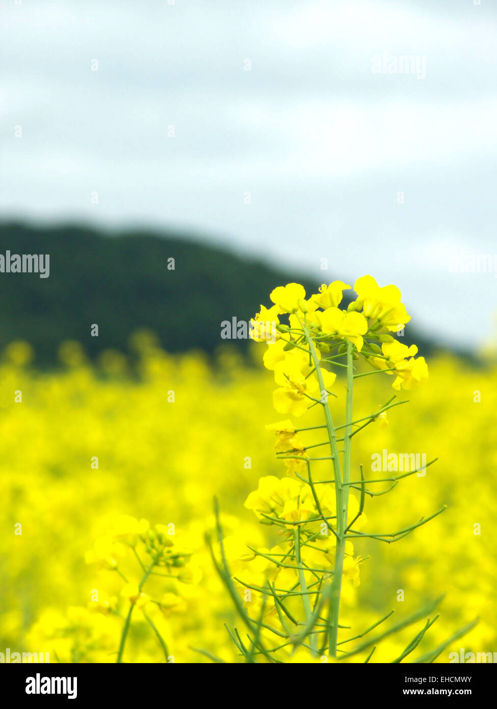 Colza hi-res stock photography and images - Alamy