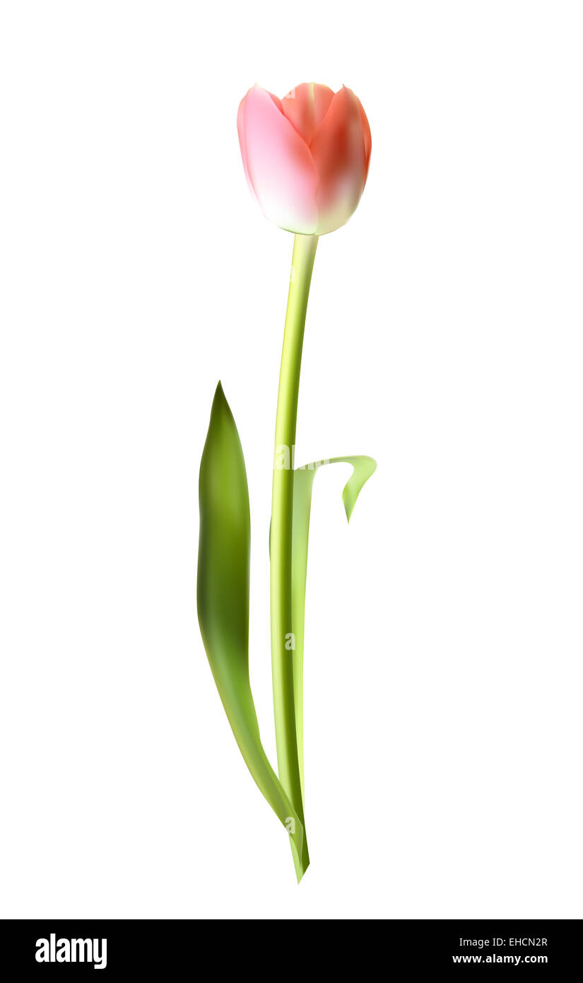 Beautiful Pink Realistic Tulip Vector Illustration Stock Photo - Alamy