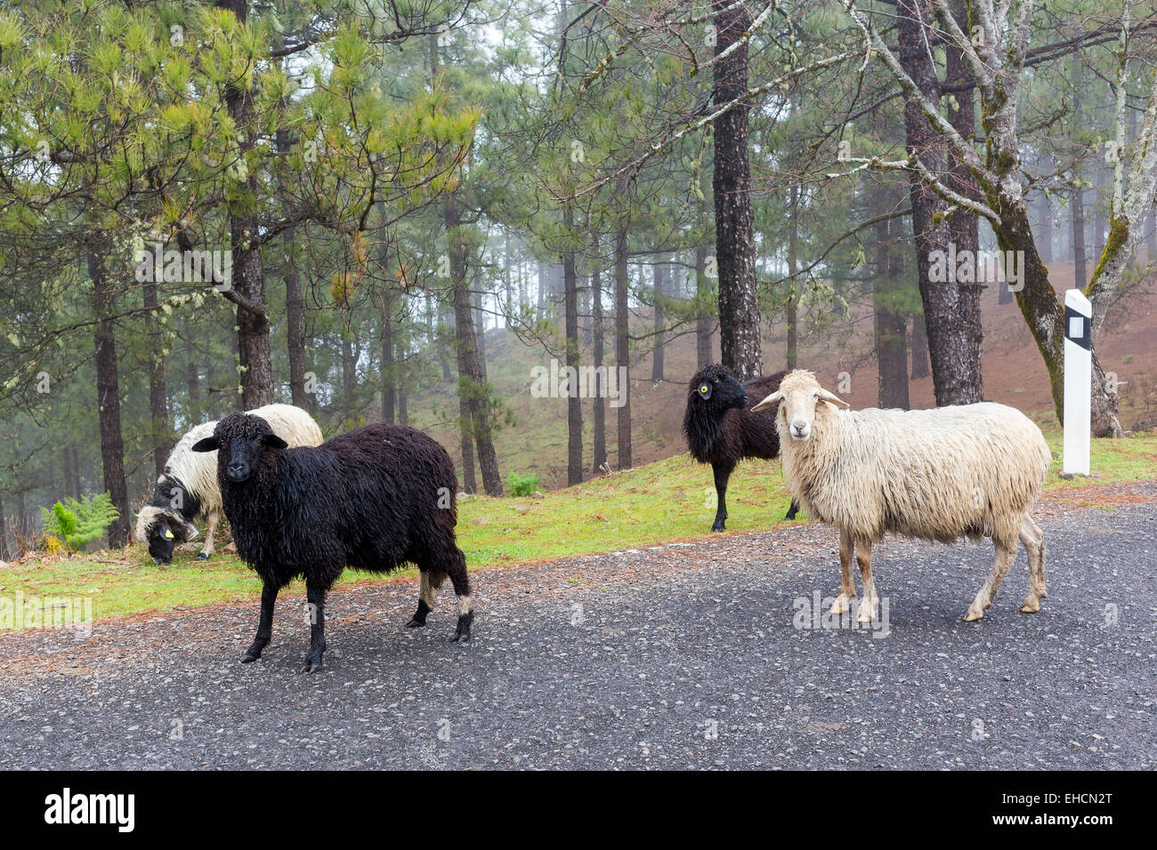 Sheep by the roadside, Gran Canaria, Canary Islands, Spain Stock Photo ...