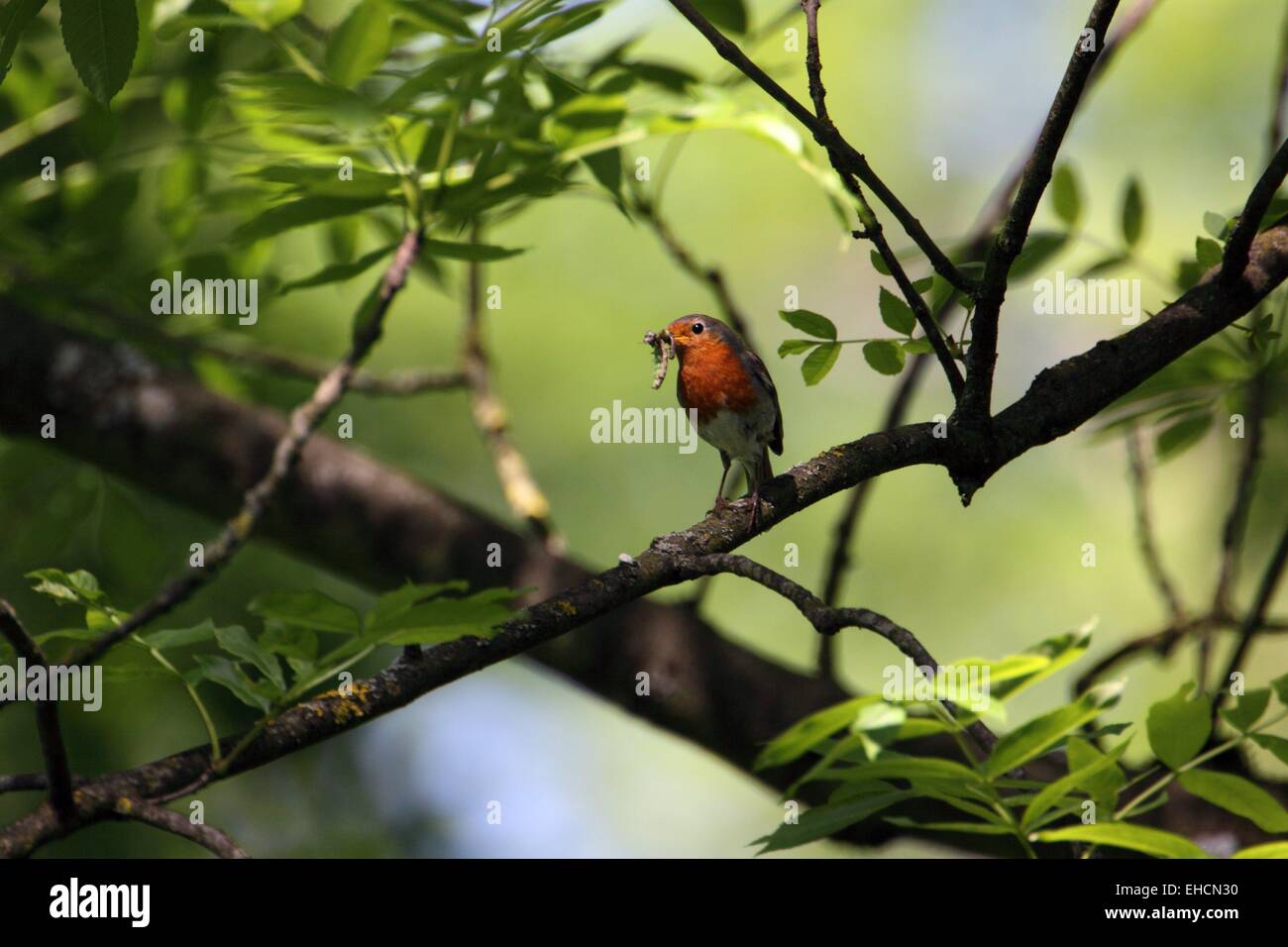 Forest robins hi-res stock photography and images - Alamy