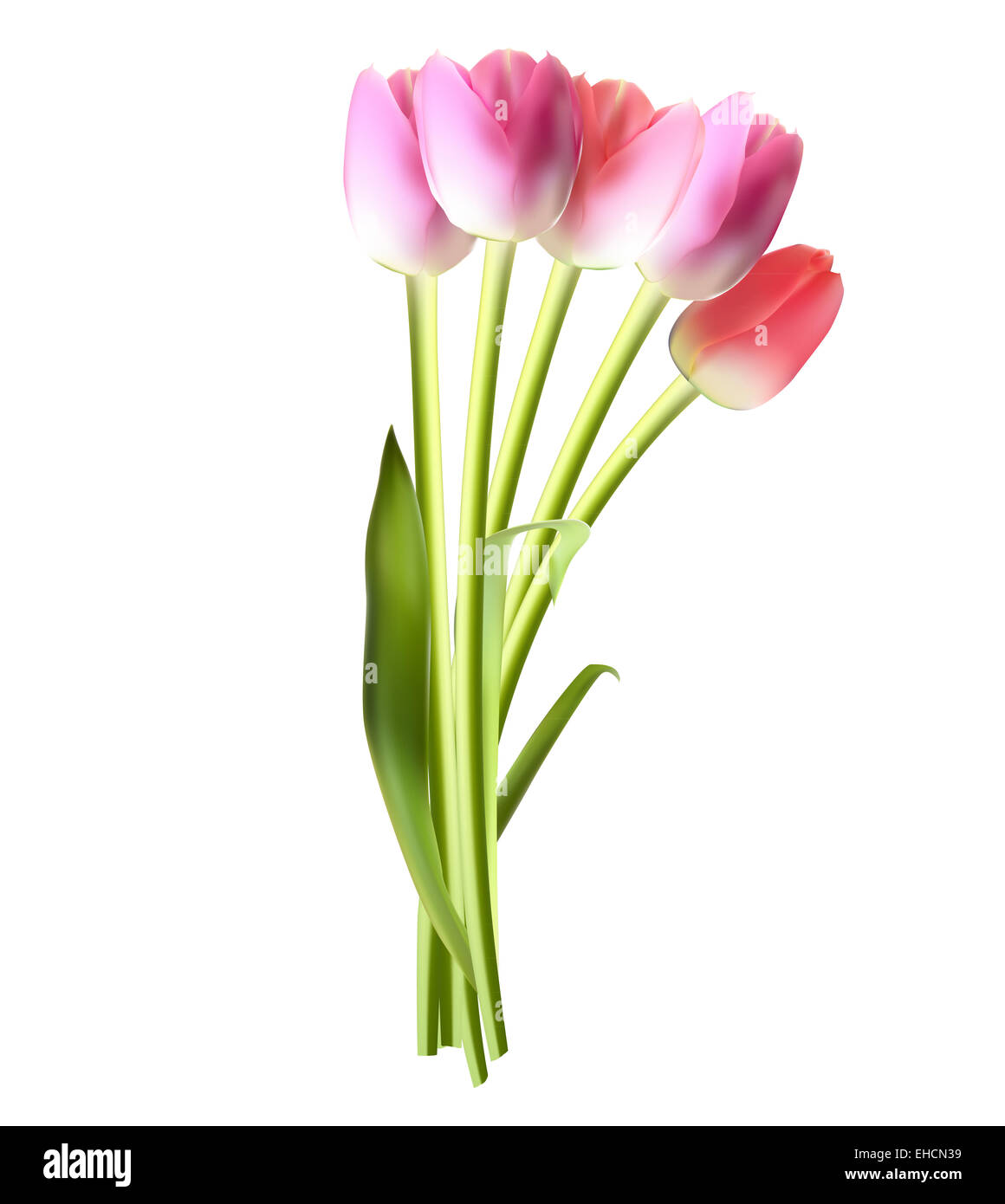 Beautiful Pink Realistic Tulip Vector Illustration Stock Photo - Alamy