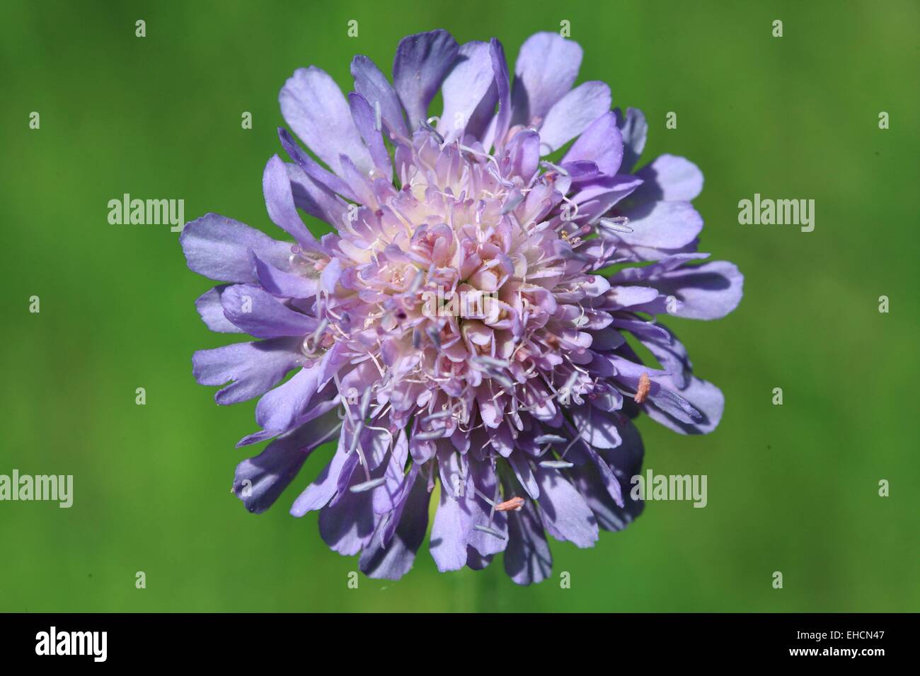 Scabious hi-res stock photography and images - Alamy