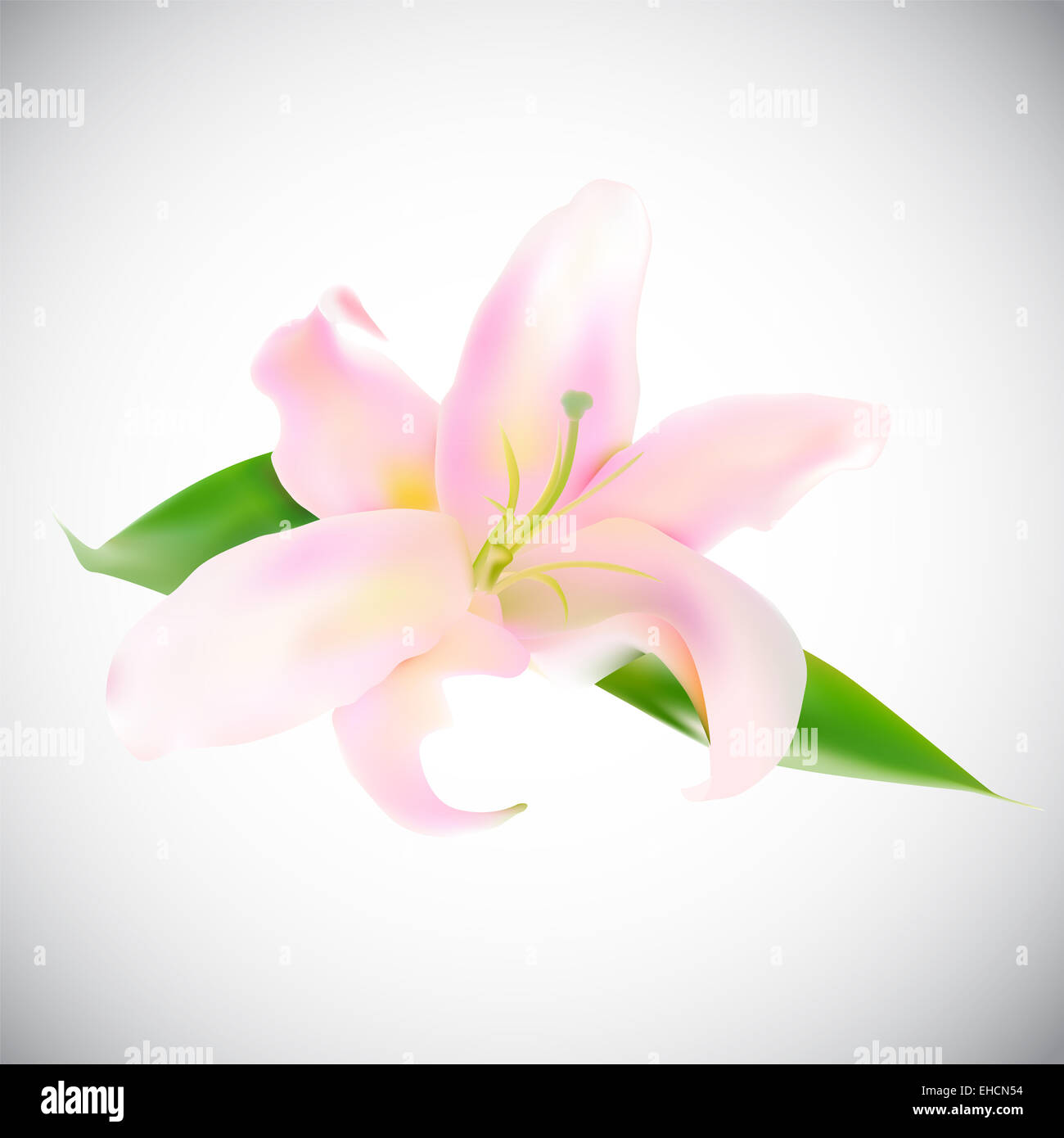 Realistic Pink Lily Vector Illustration Stock Photo - Alamy