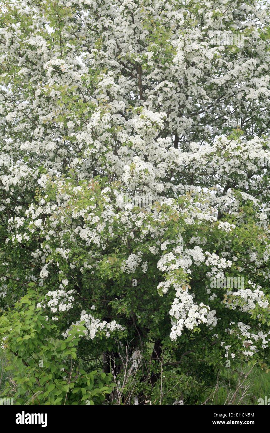 Hawthorn hedge in bloom hi-res stock photography and images - Alamy