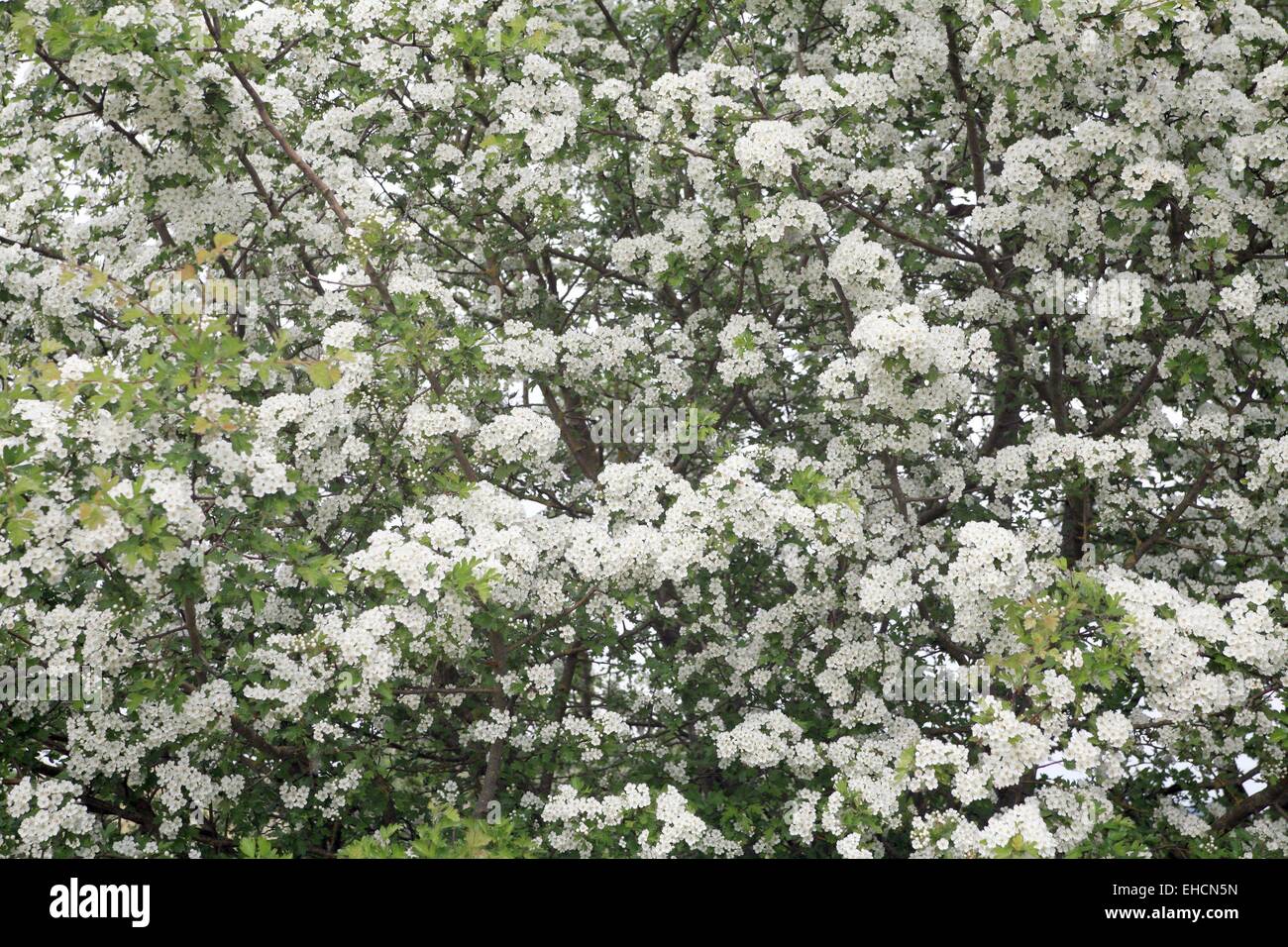 Hawthorn hedge in bloom hi-res stock photography and images - Alamy