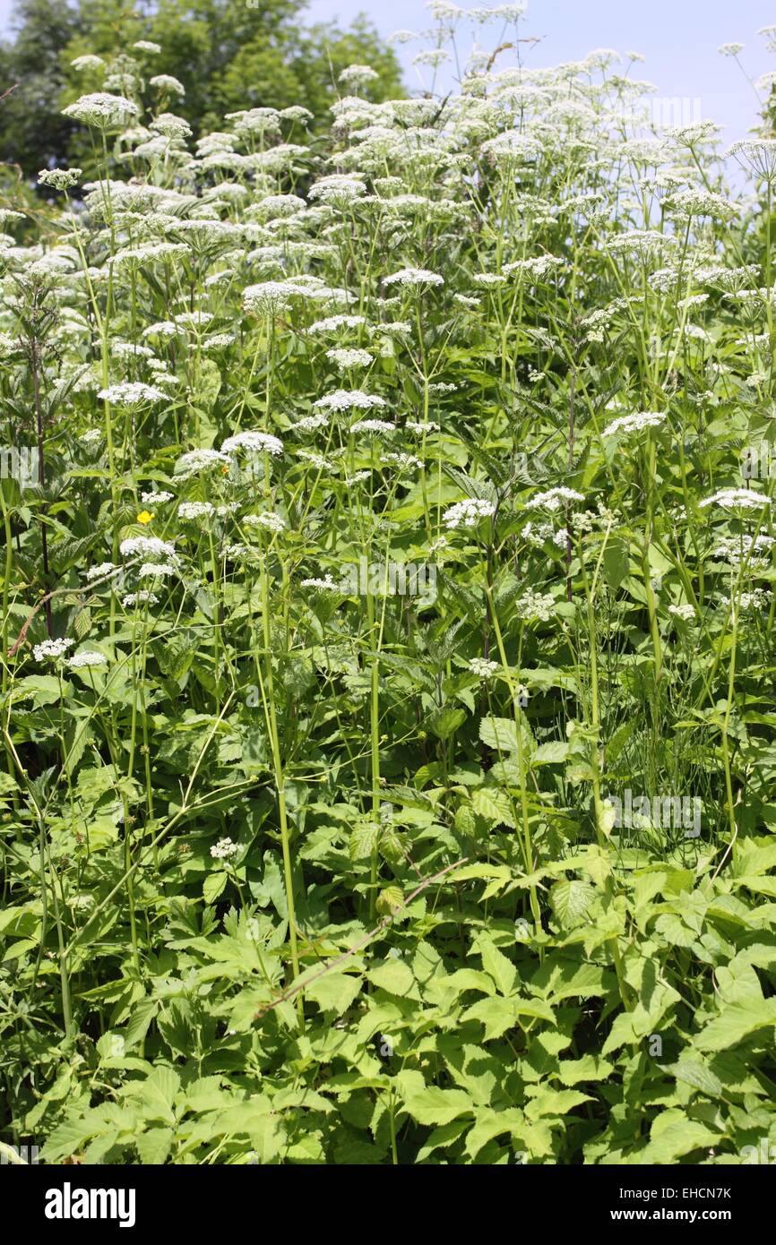 Giersch Stock Photos & Giersch Stock Images - Alamy