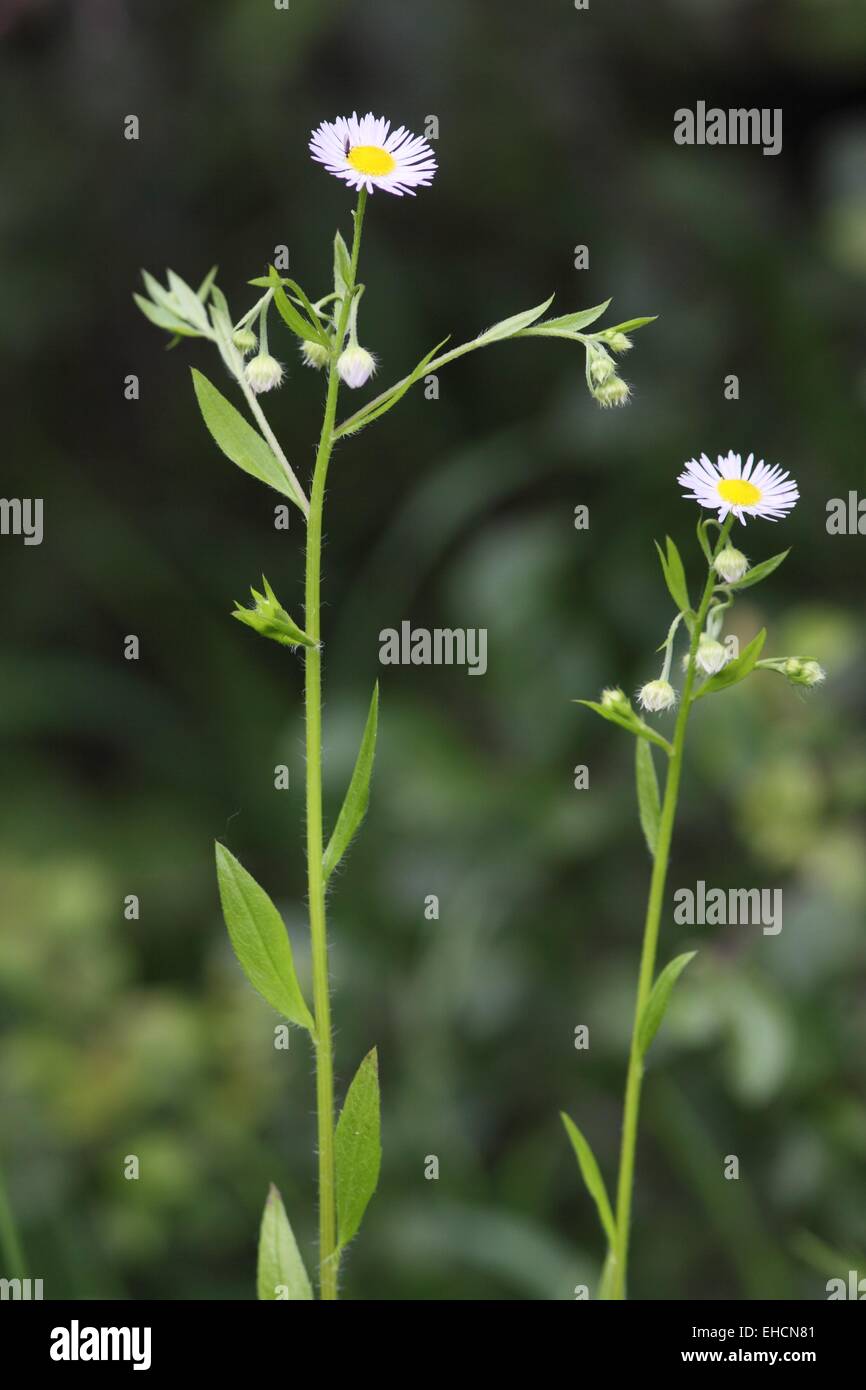 Annual fleabane hi-res stock photography and images - Alamy