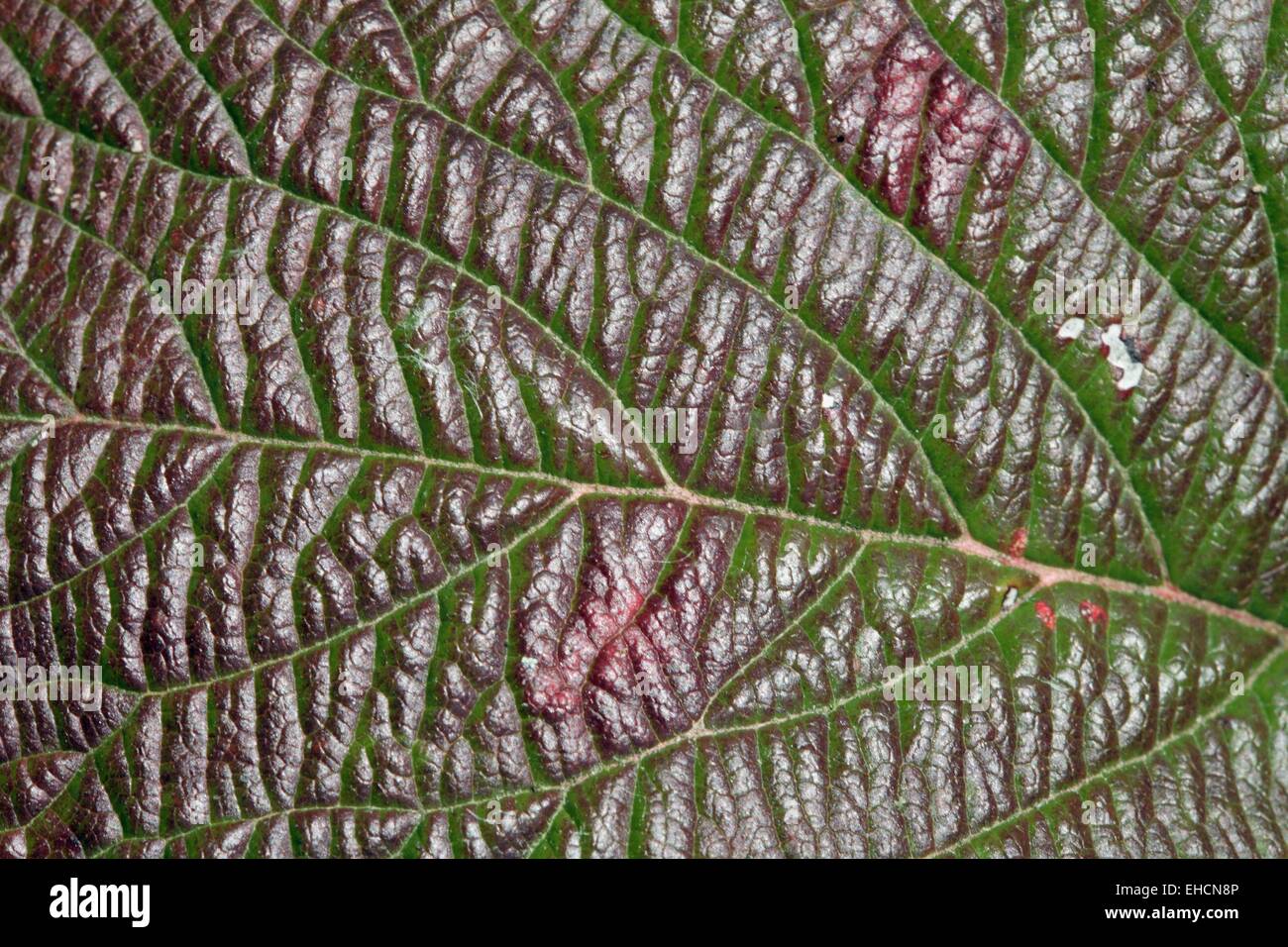 Wayfaring Tree, Autumn foliage Stock Photo - Alamy