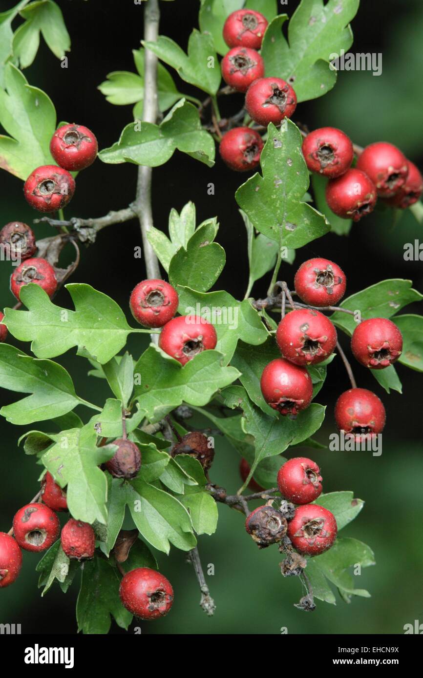 Common hawthorn leaf hi-res stock photography and images - Alamy