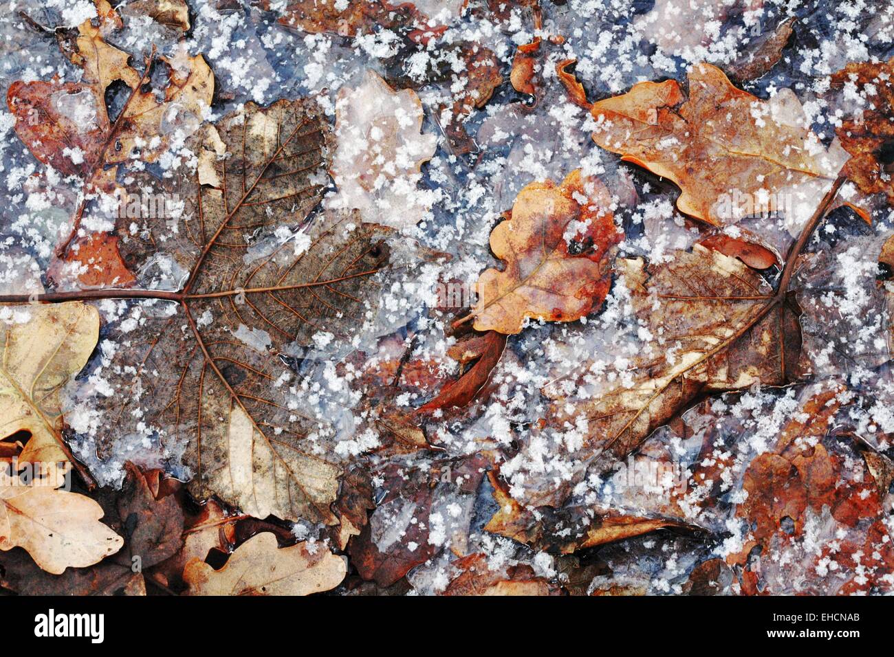 Frozen autumn leaves Stock Photo - Alamy