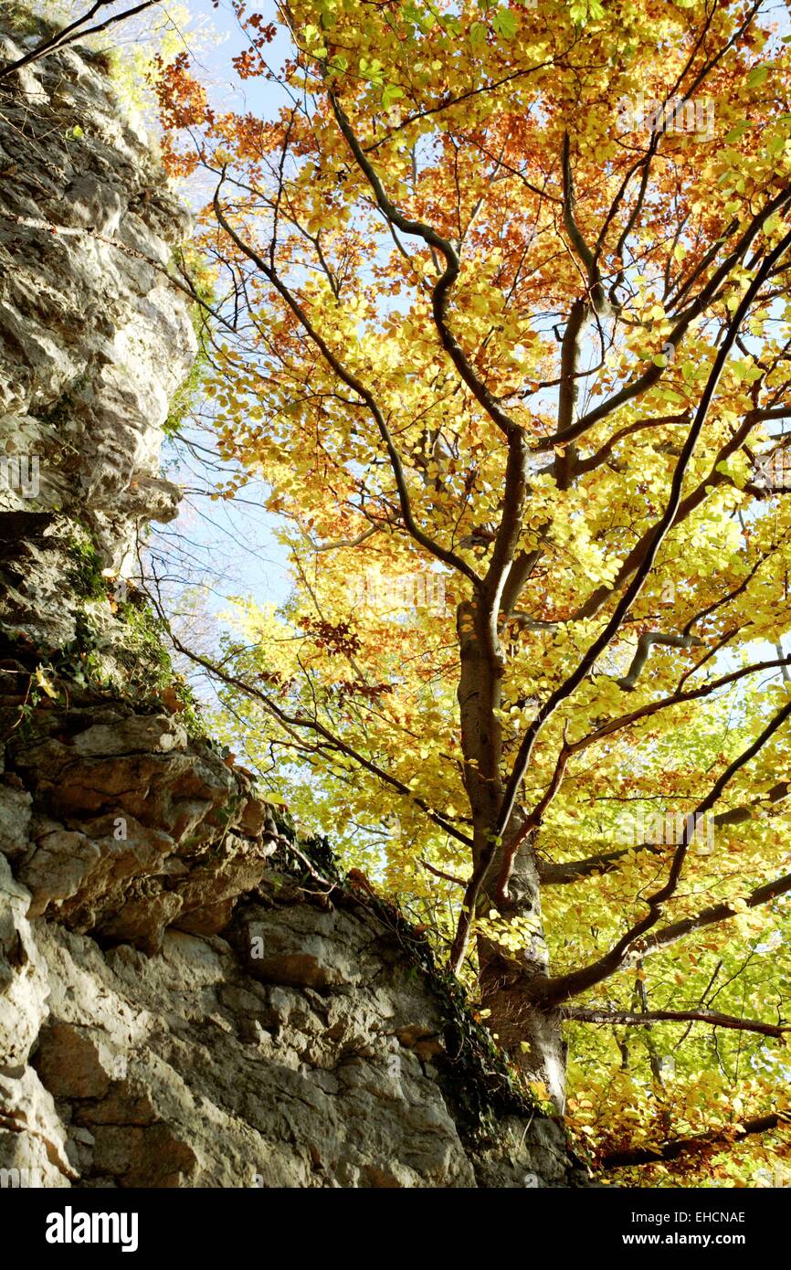 Autumn colours in indian hi-res stock photography and images - Alamy