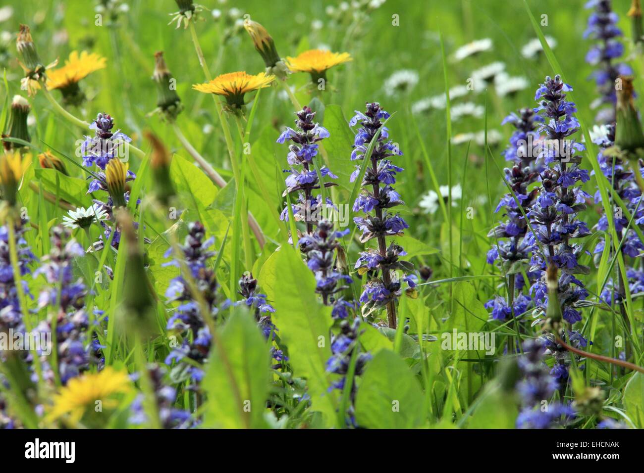 Common bugle hi-res stock photography and images - Alamy