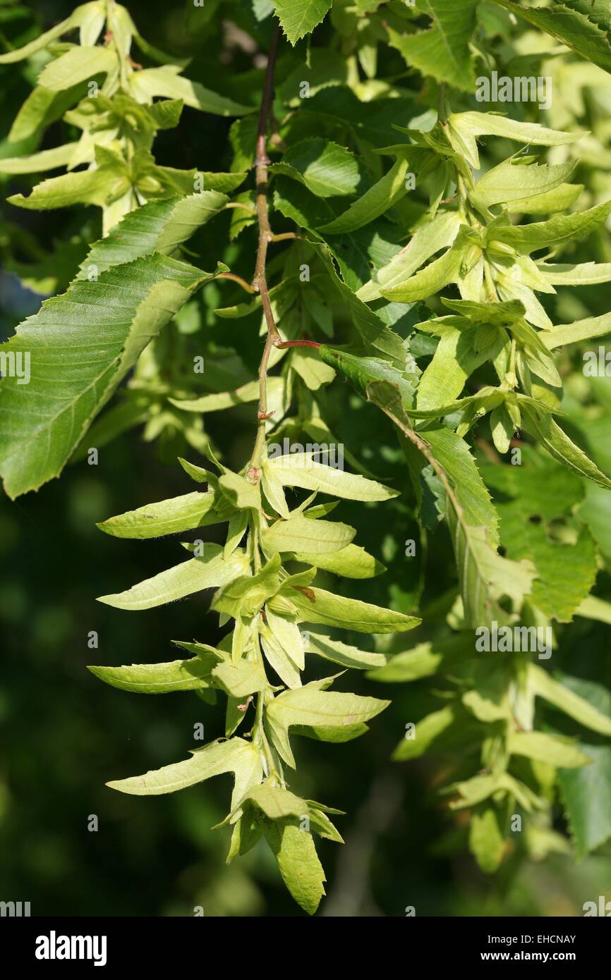 Hornbeam hi-res stock photography and images - Alamy