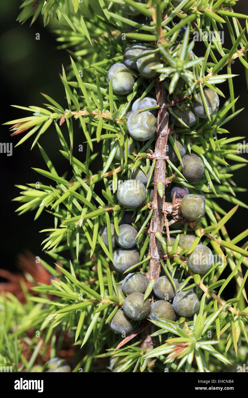 Common juniper hi-res stock photography and images - Alamy