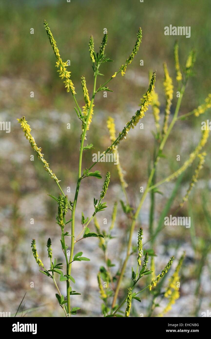 Yellow sweet clover Stock Photo - Alamy